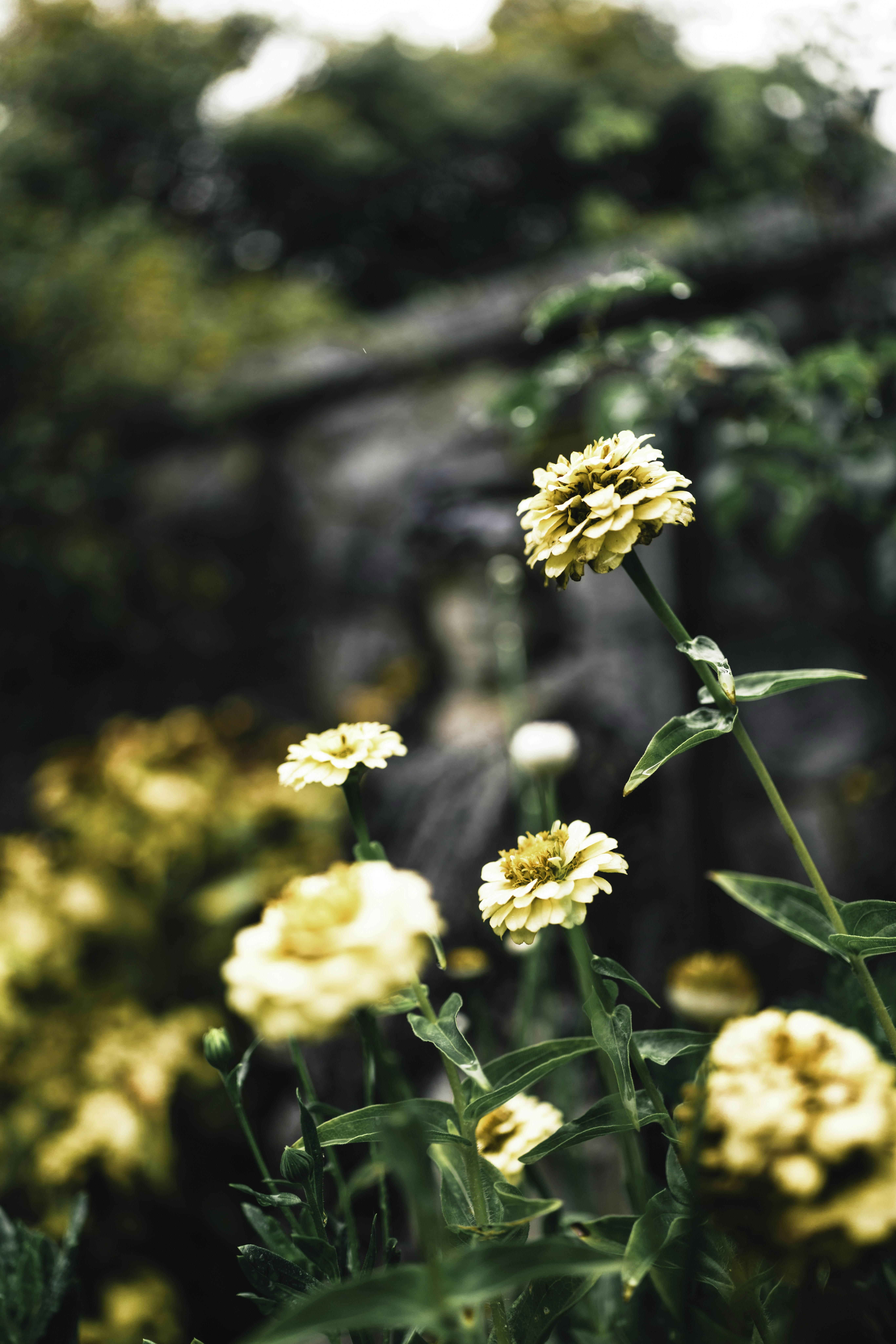 Sunny Zinnias Reach Toward the Light in a Quiet Garden