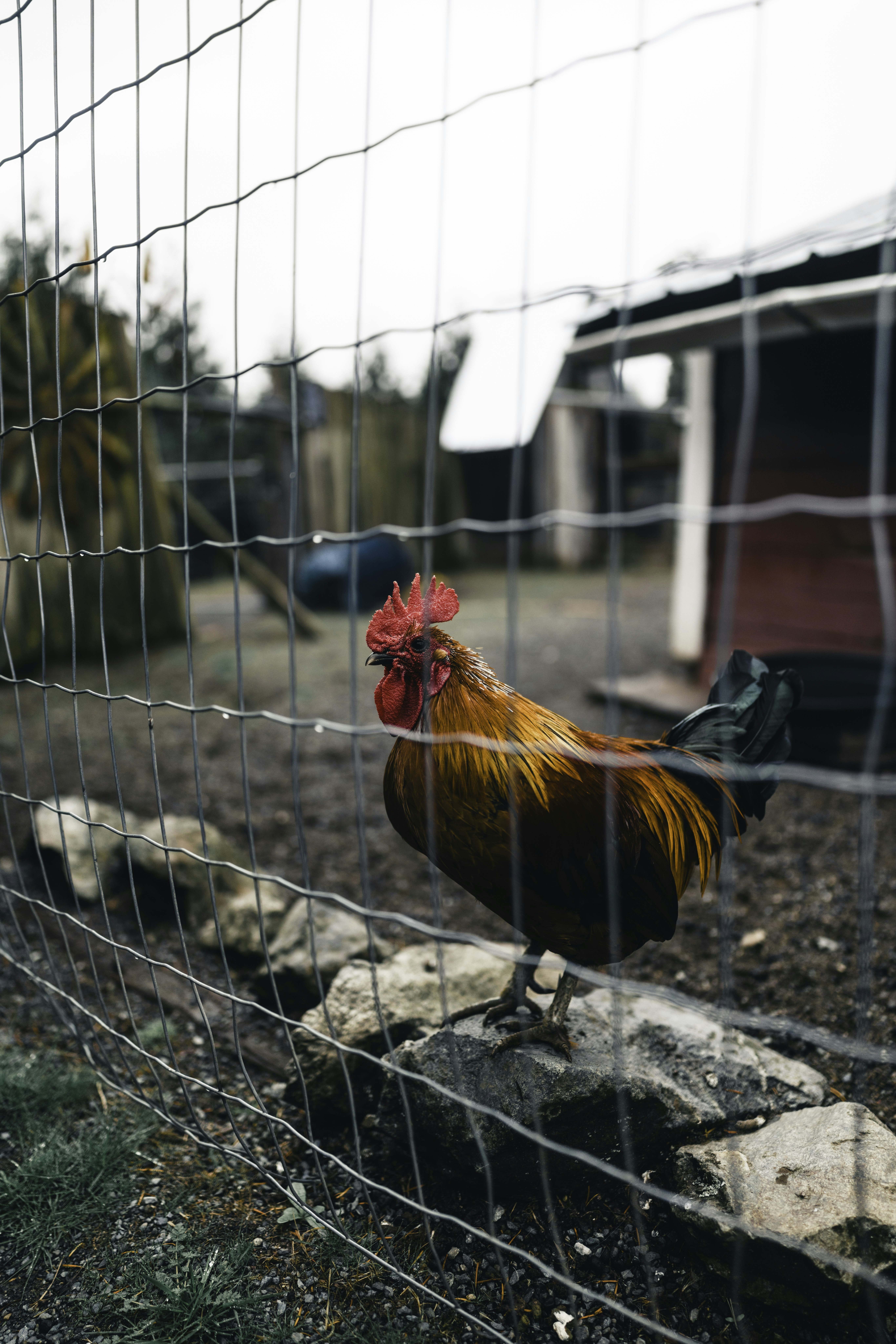 Rooster at the Fence: A Bright Plumage Within Gravel and Wire