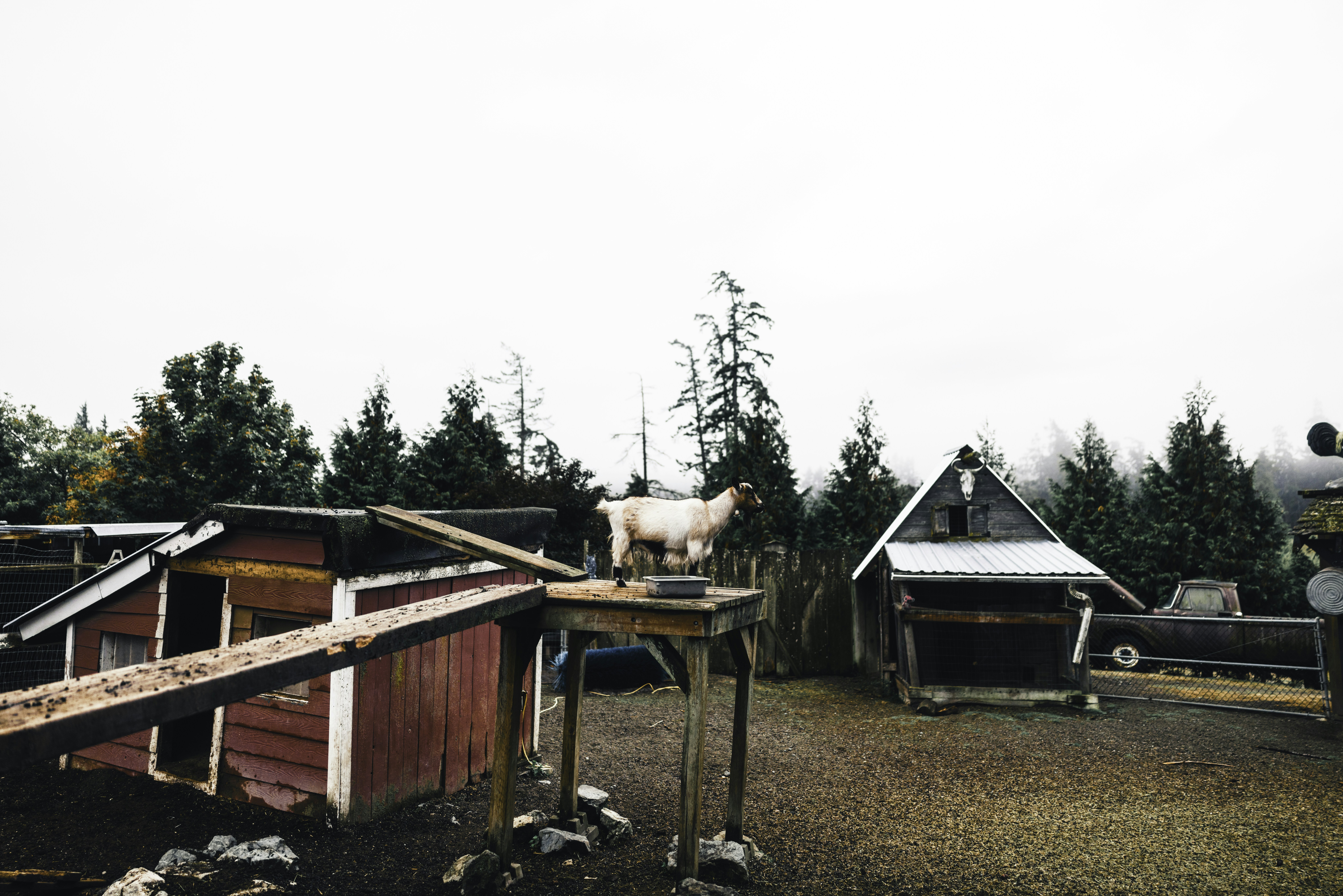 Goat on a Weathered Platform Overlooking a Rustic Farmyard