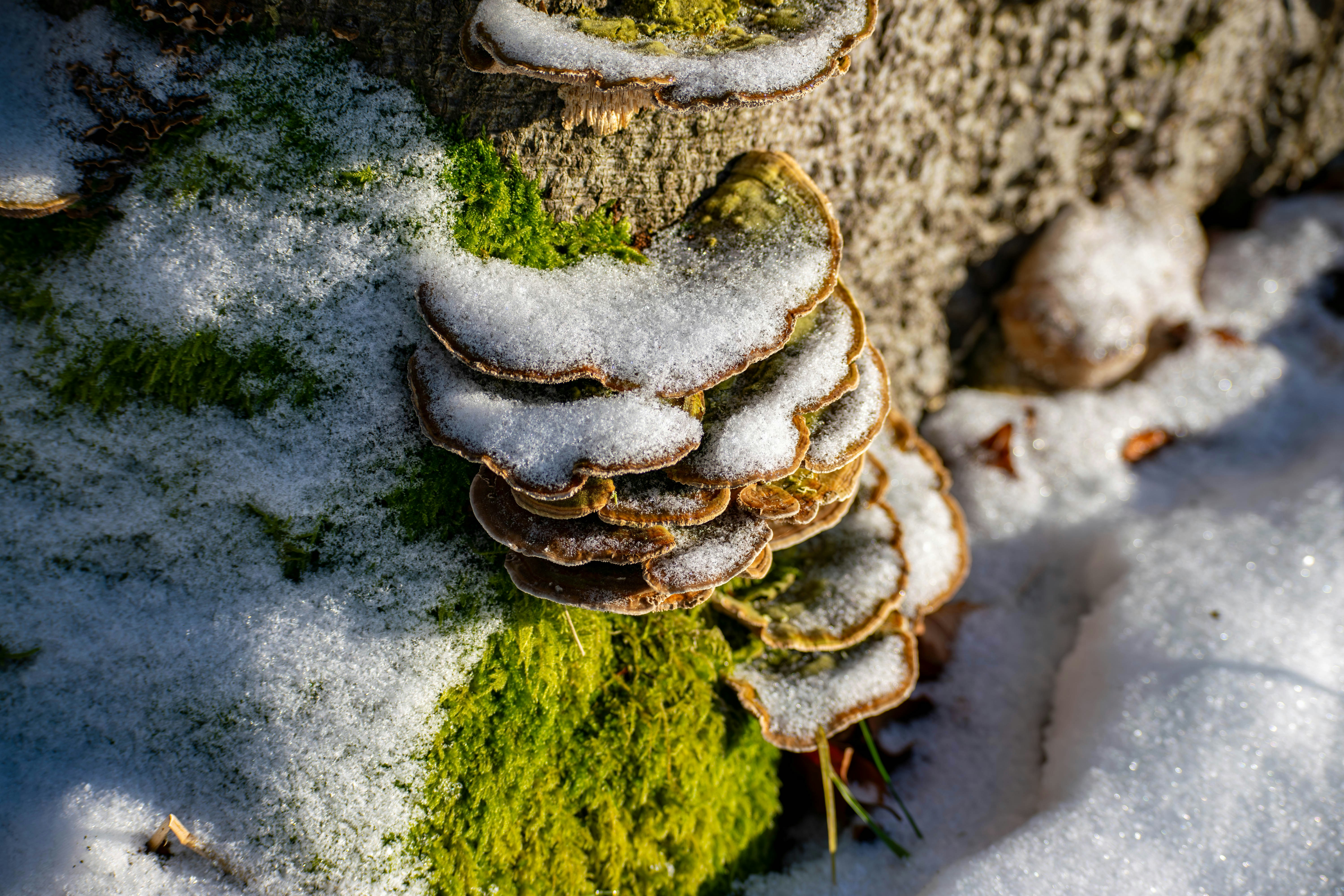 Frost-Kissed Fungus Reverie