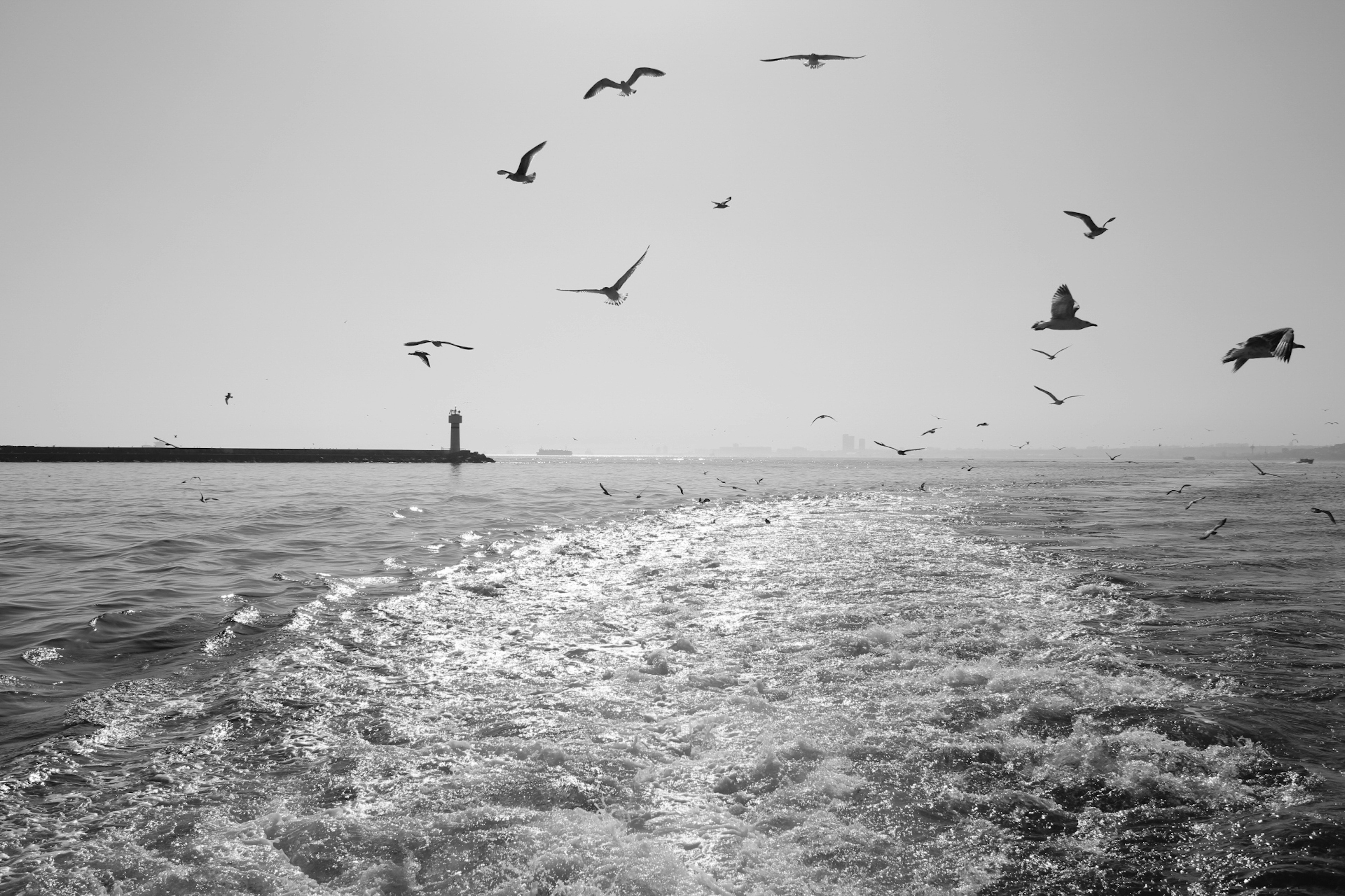 Aerial Wake: Seabirds Over the Forward Path