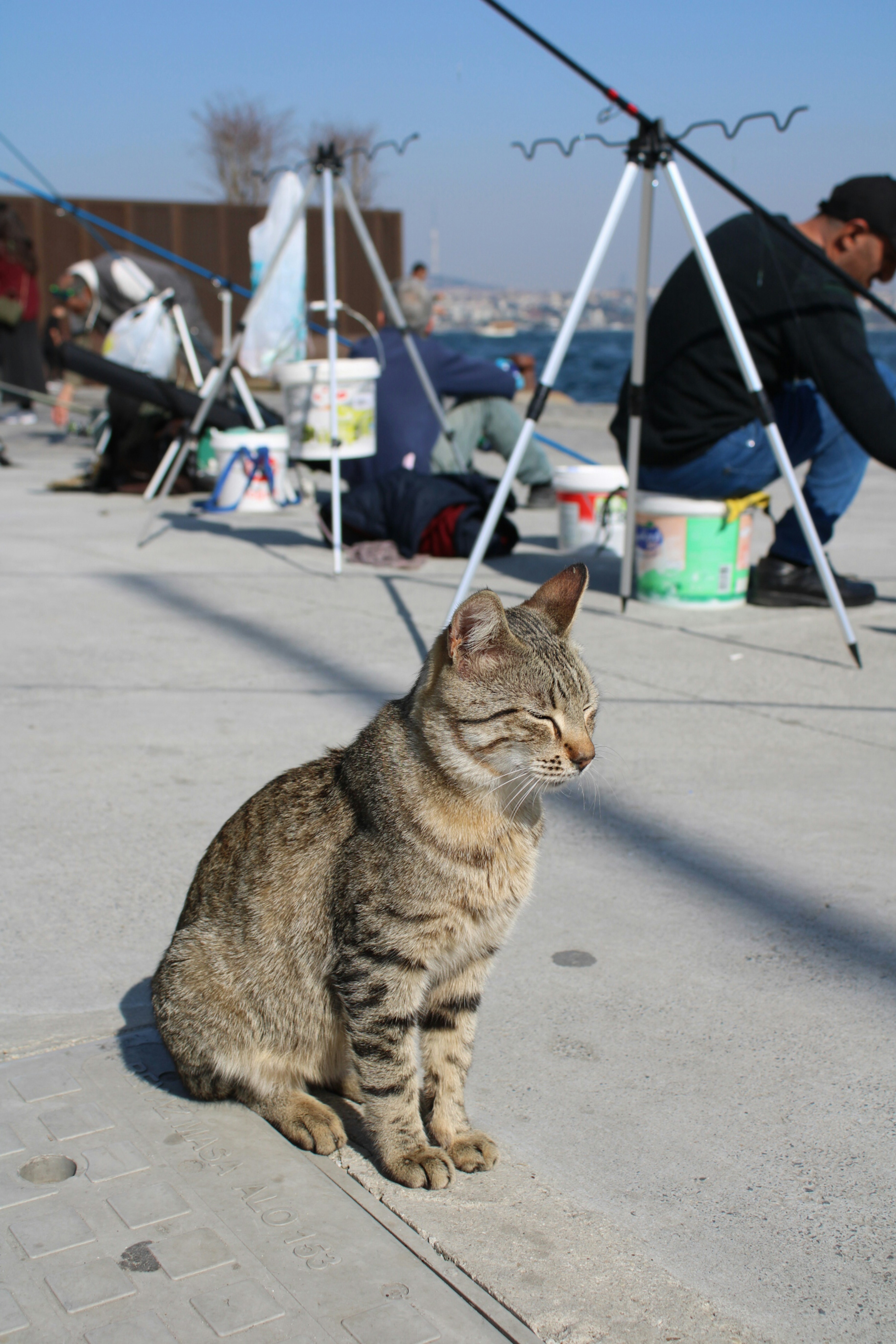 Sunlit Sea-Edge Cat: Quiet Moment on the Pier