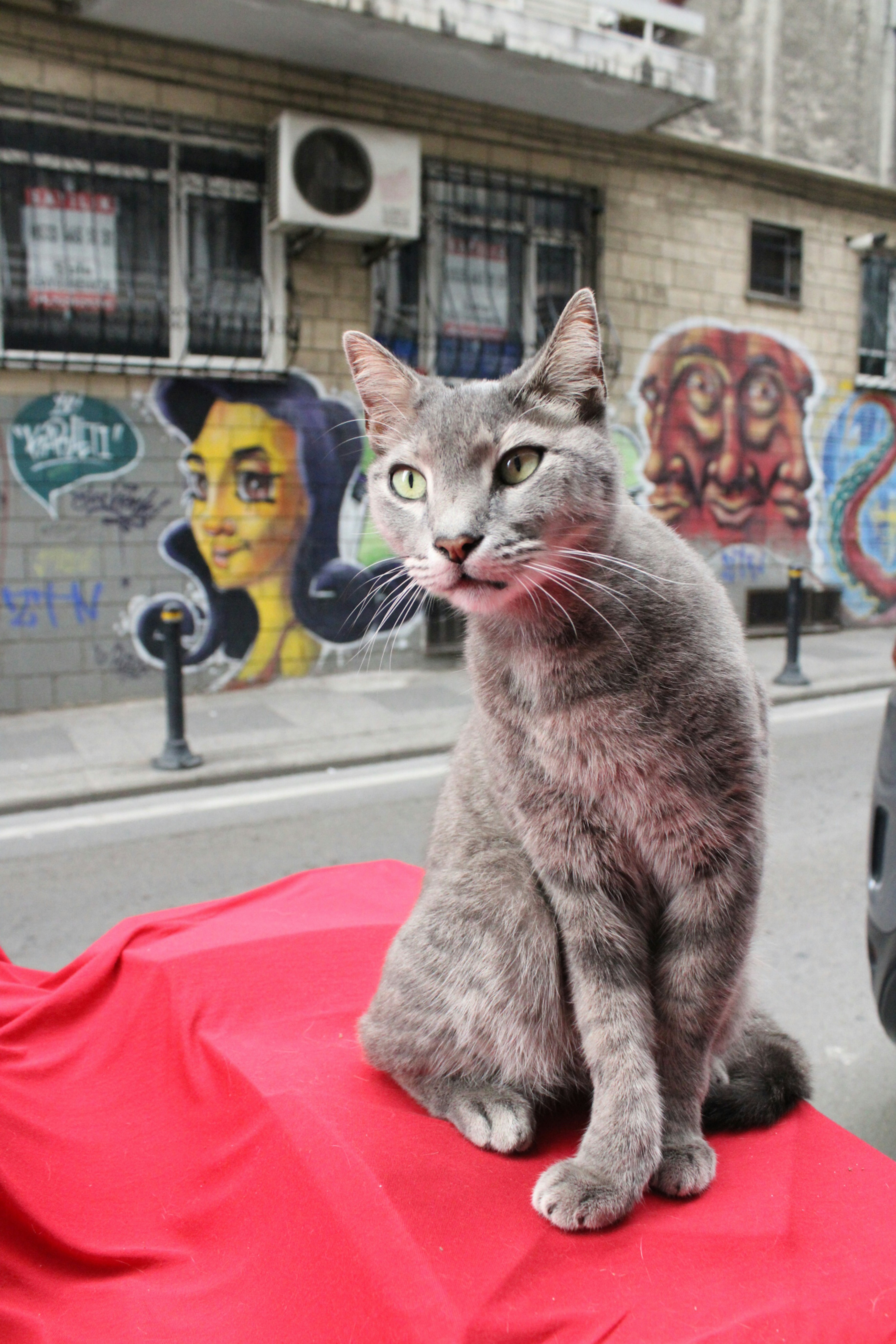 Gray Cat on a Red Cloak with City Graffiti Backdrop