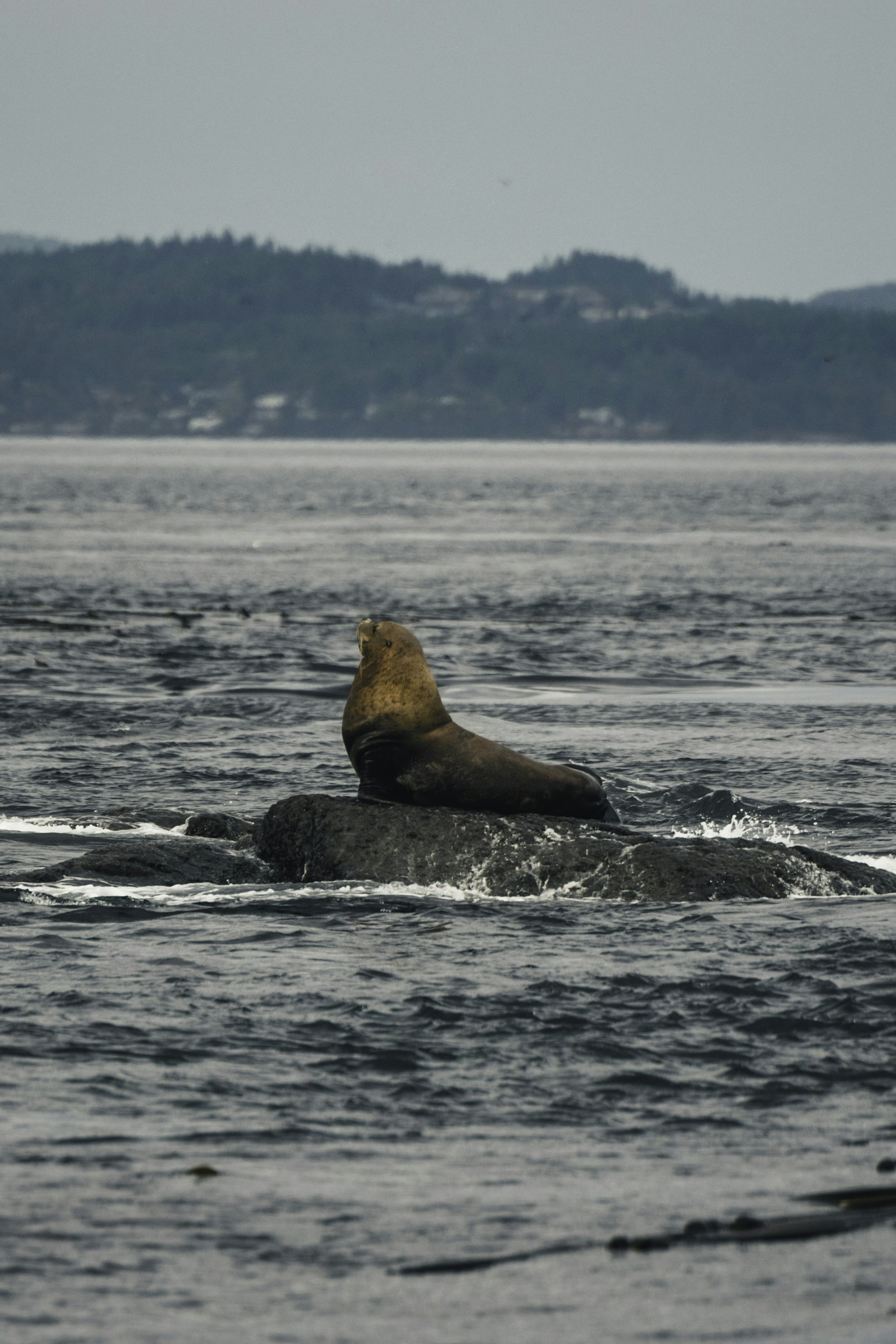 Seated Sea Lion on a Rocky Islet Amid Coastal Calm