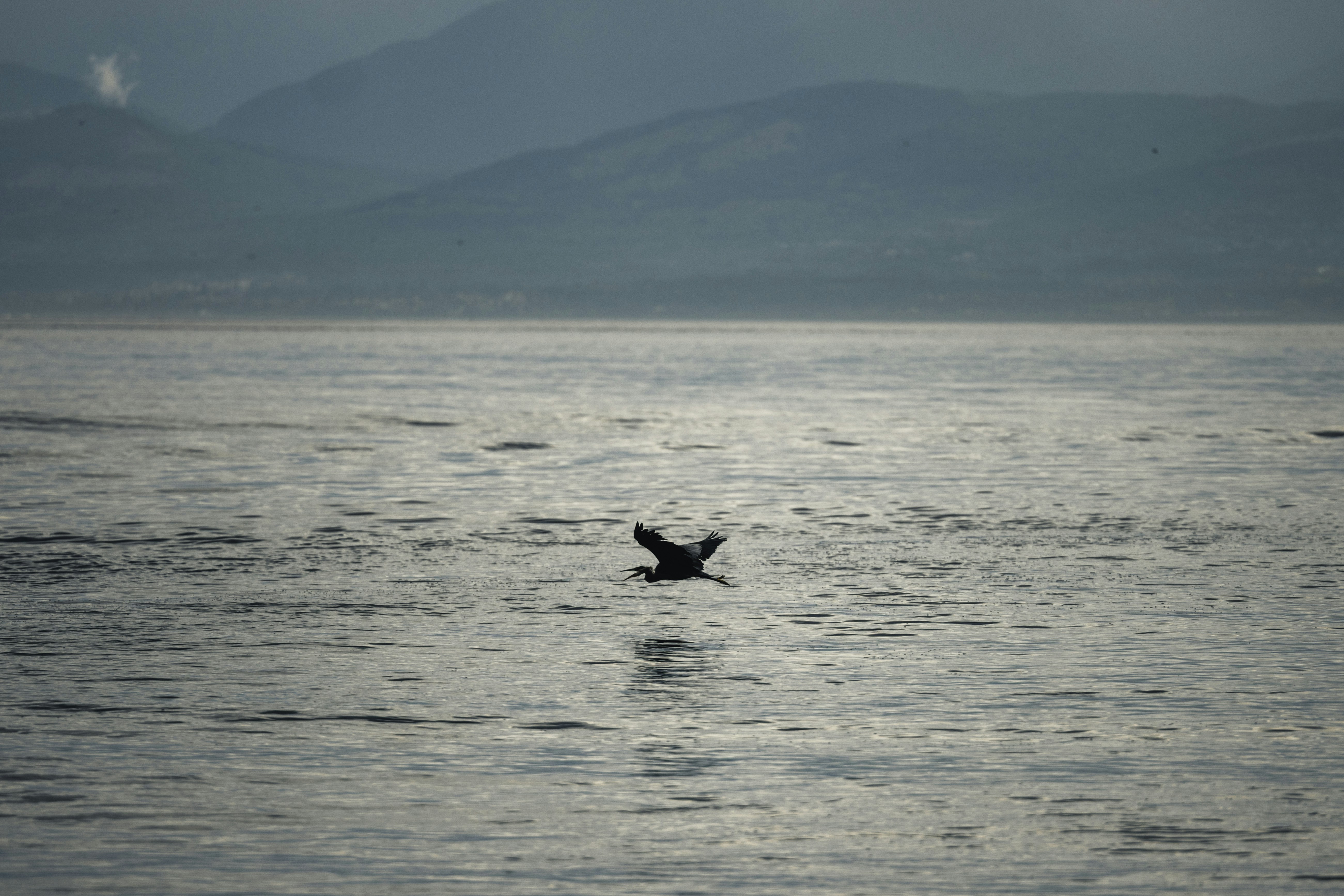 Horizon’s Quiet Respite: A solitary bird on a sapphire lake