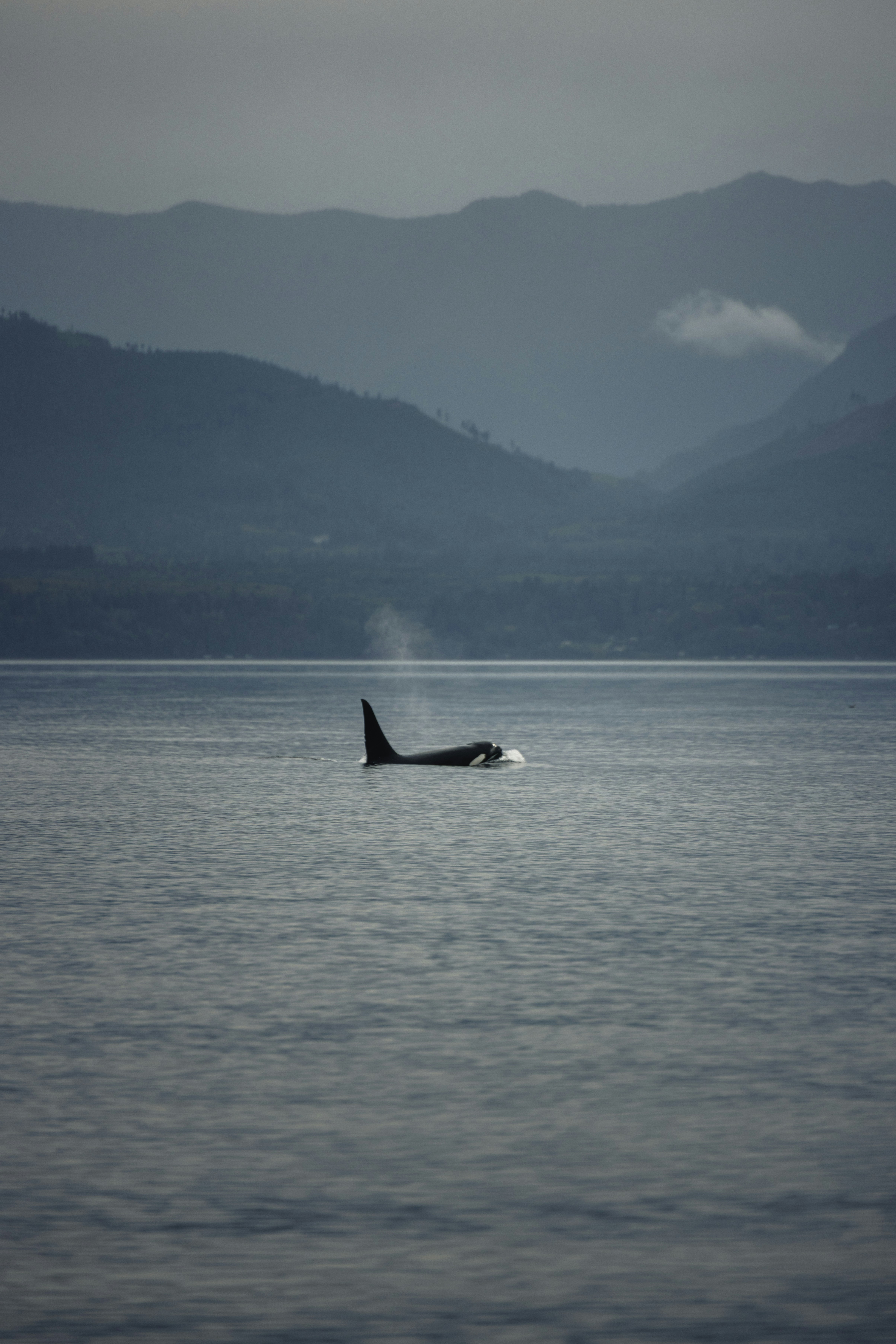 Whale of the Mist: A Quiet Breach on a Blue Lake