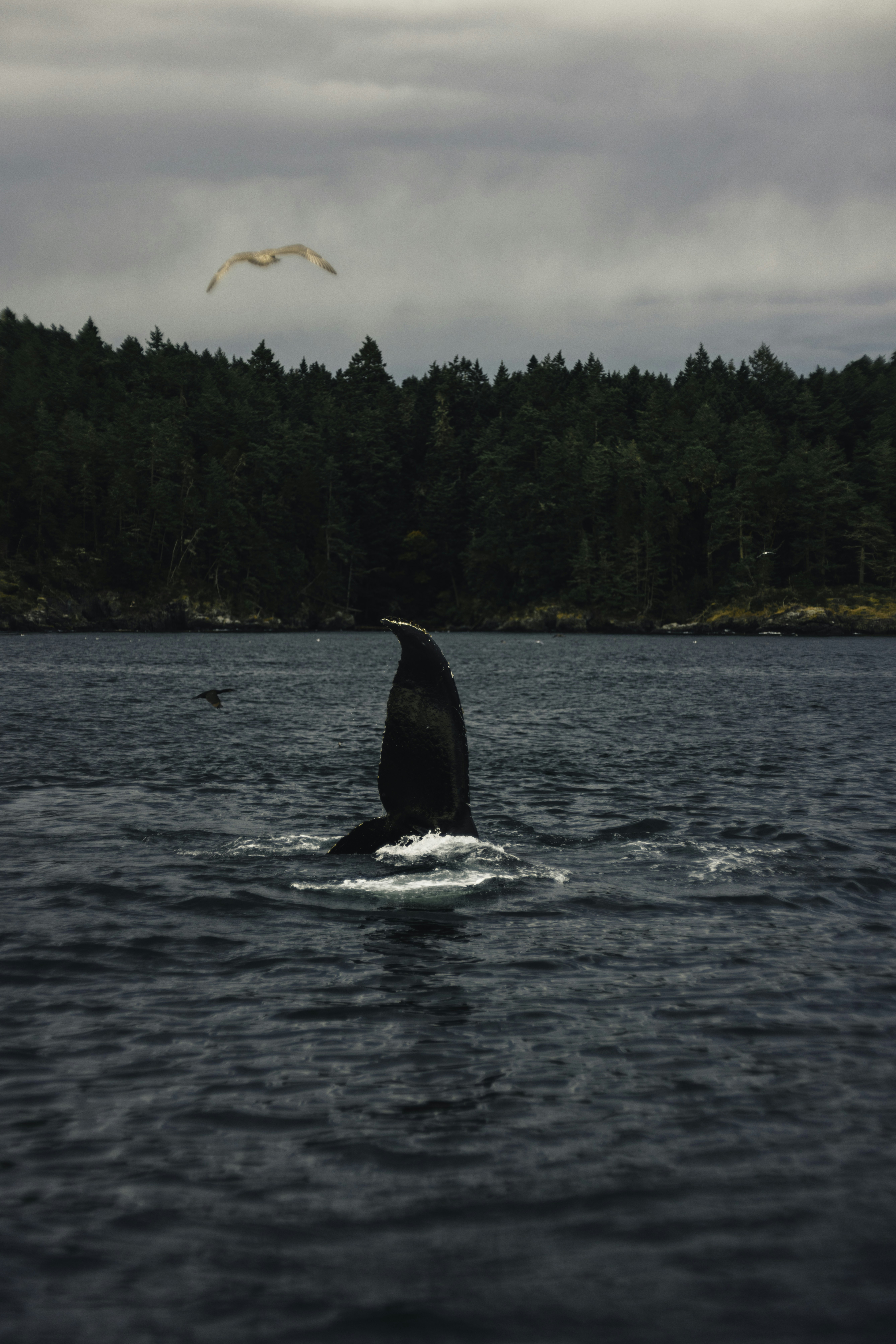 Breaching Sentinel: Orca's Backrise Over a Quiet Fjord