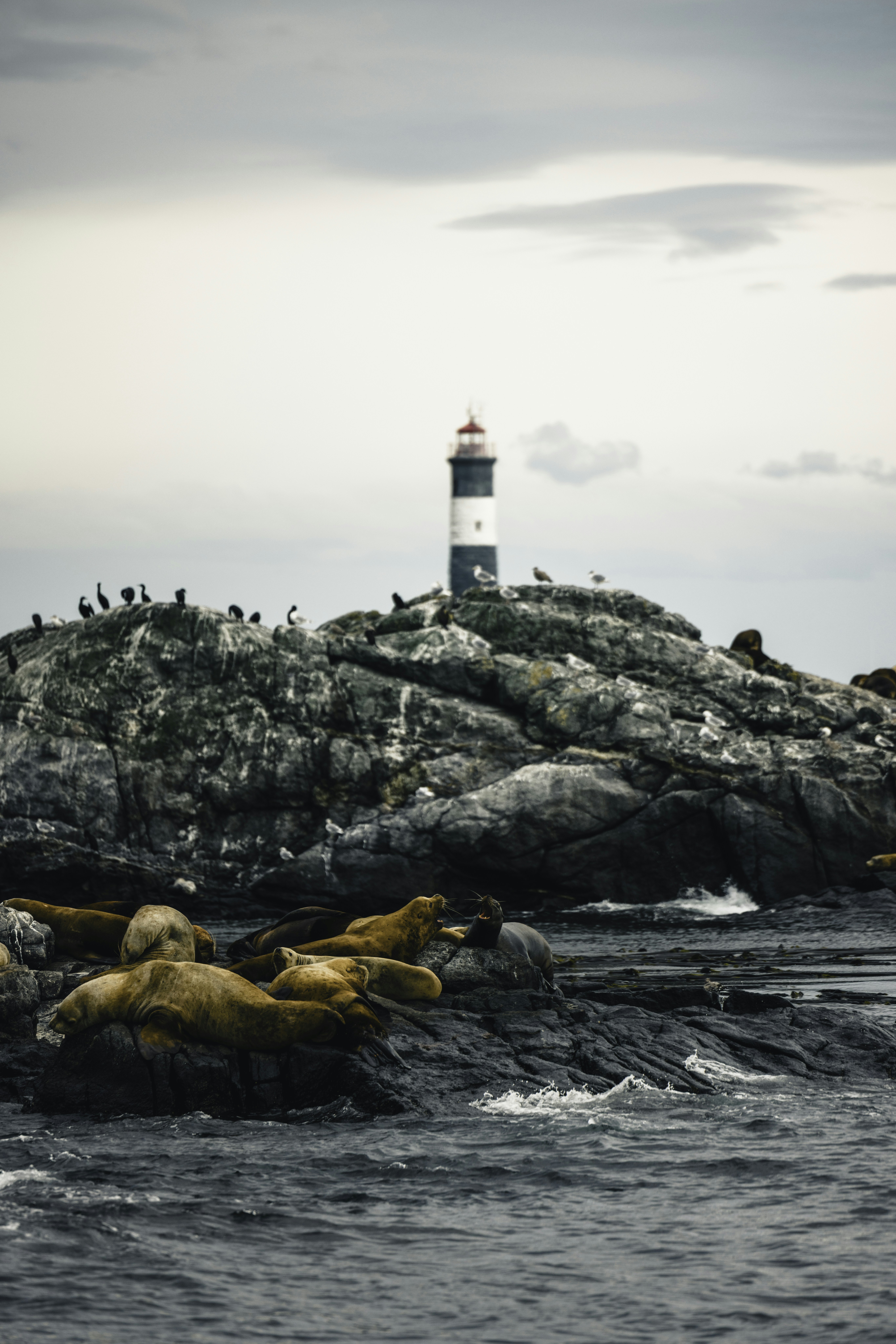 Lighthouse Watch from the Seabed: Sea Lions at Dusk