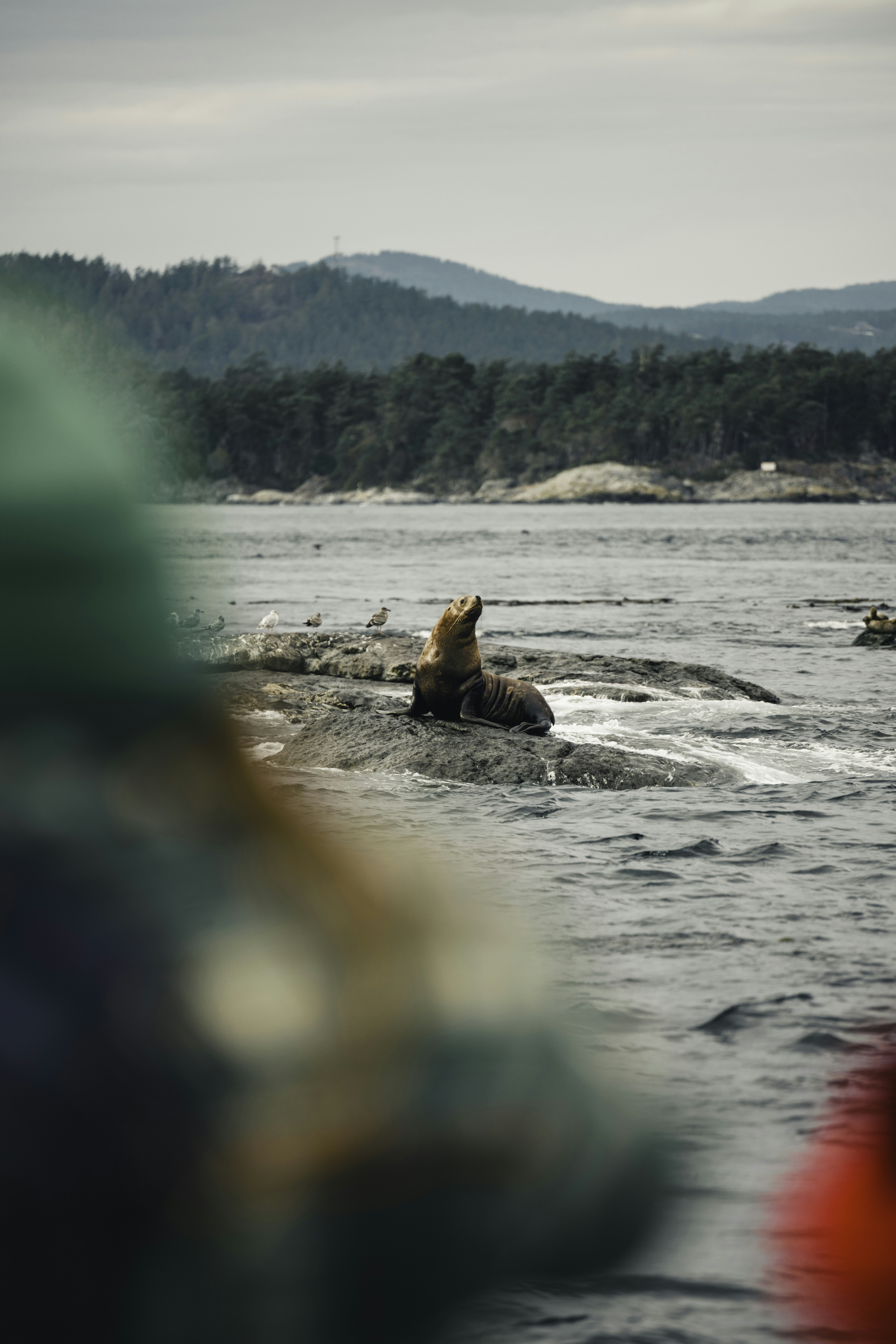 Seaborne Stare: A Sea Lion on a Quiet Rock