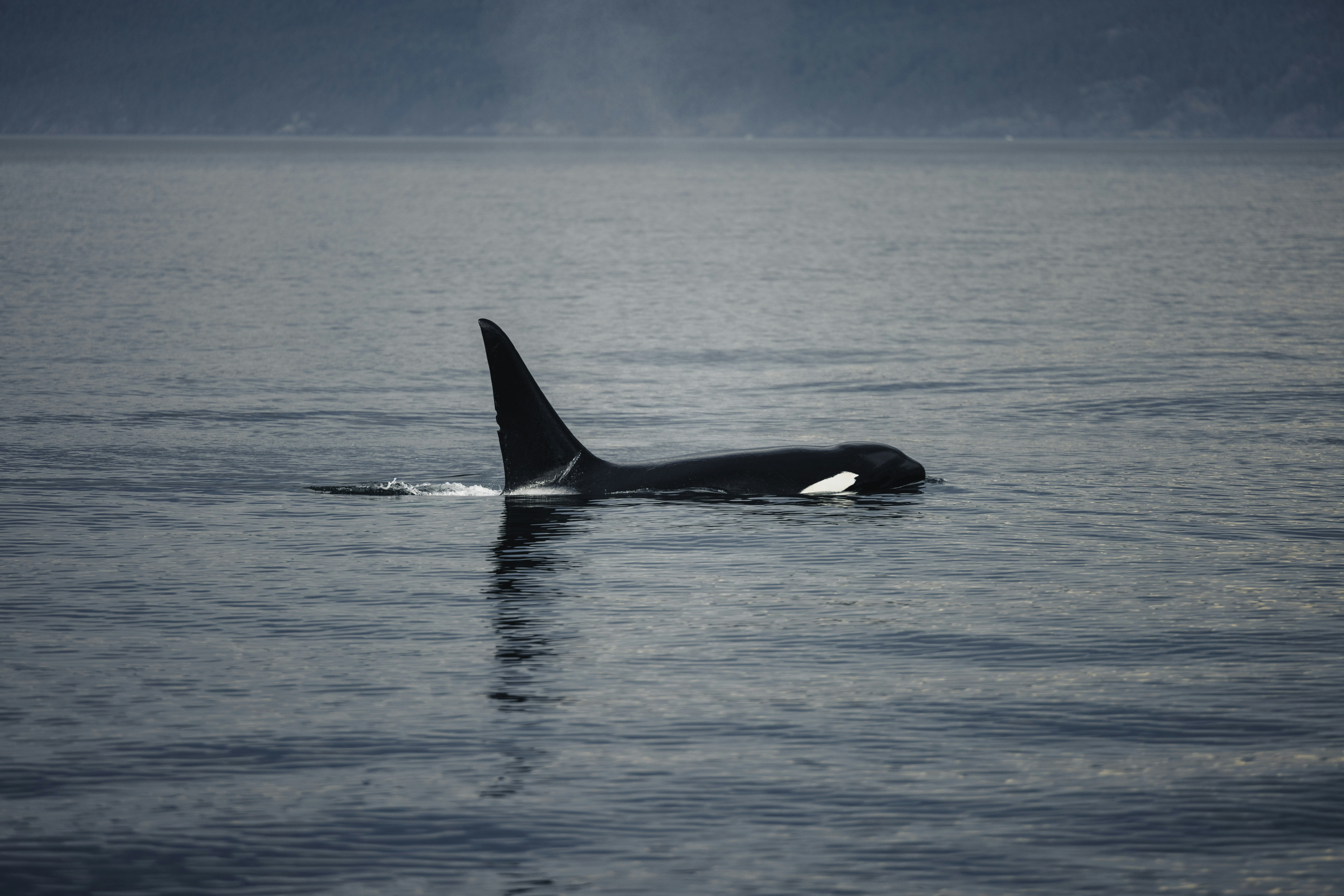 Dorsal Glide: Orca Silhouette on a Quiet Sea