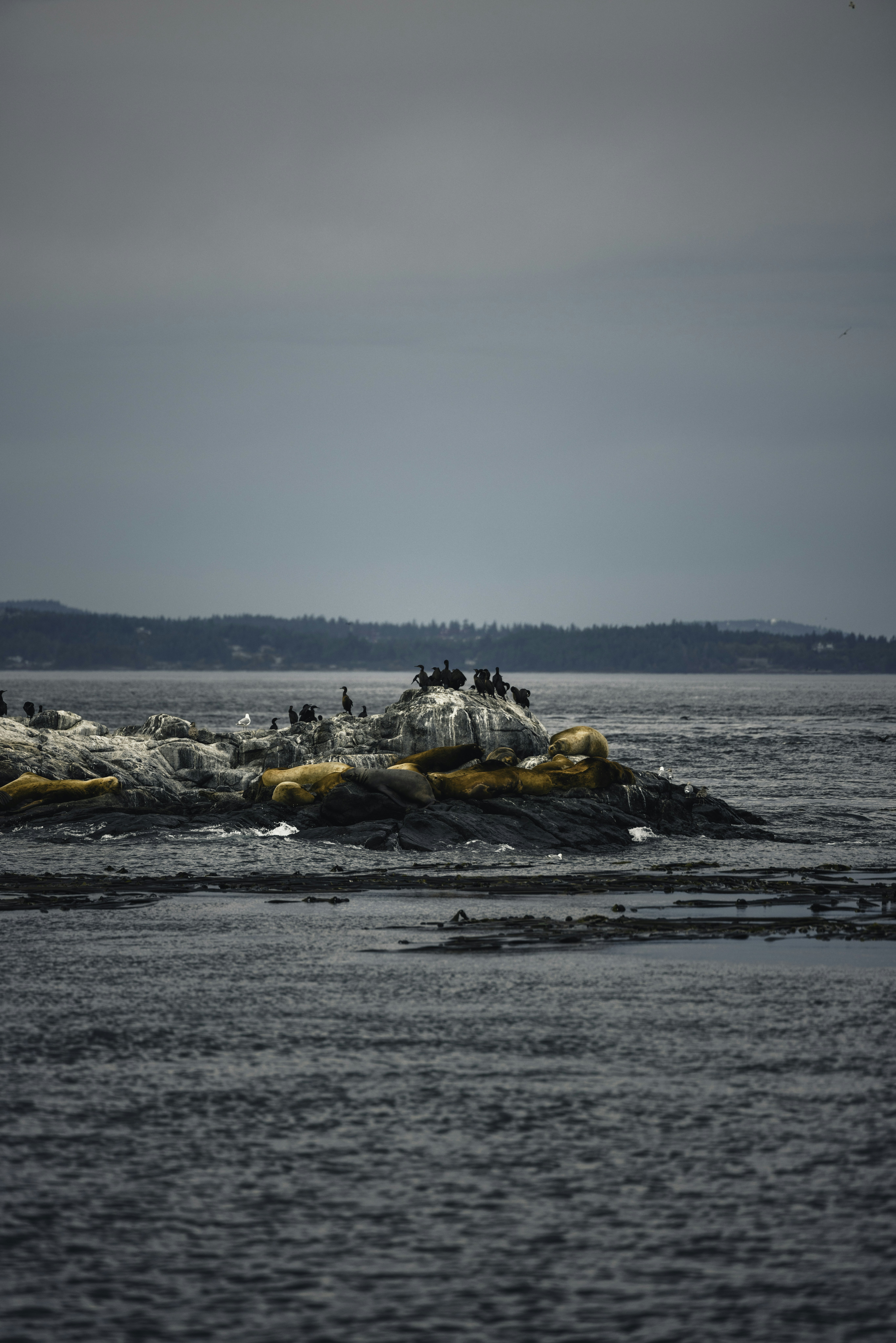 Rocky Outcrop with Gull Colony in Calm Coastal Waters