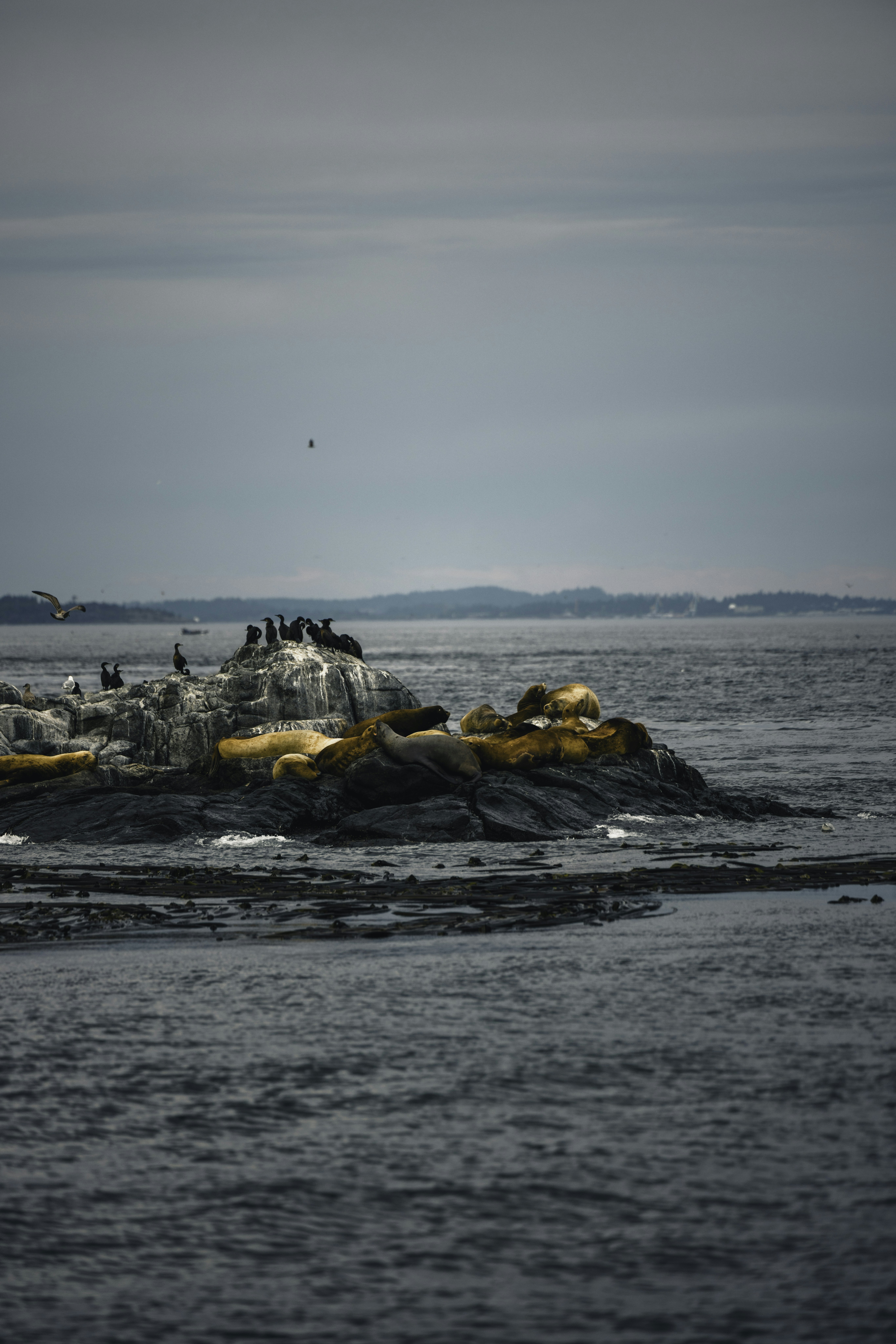 Rocky Outcrop Guardians
