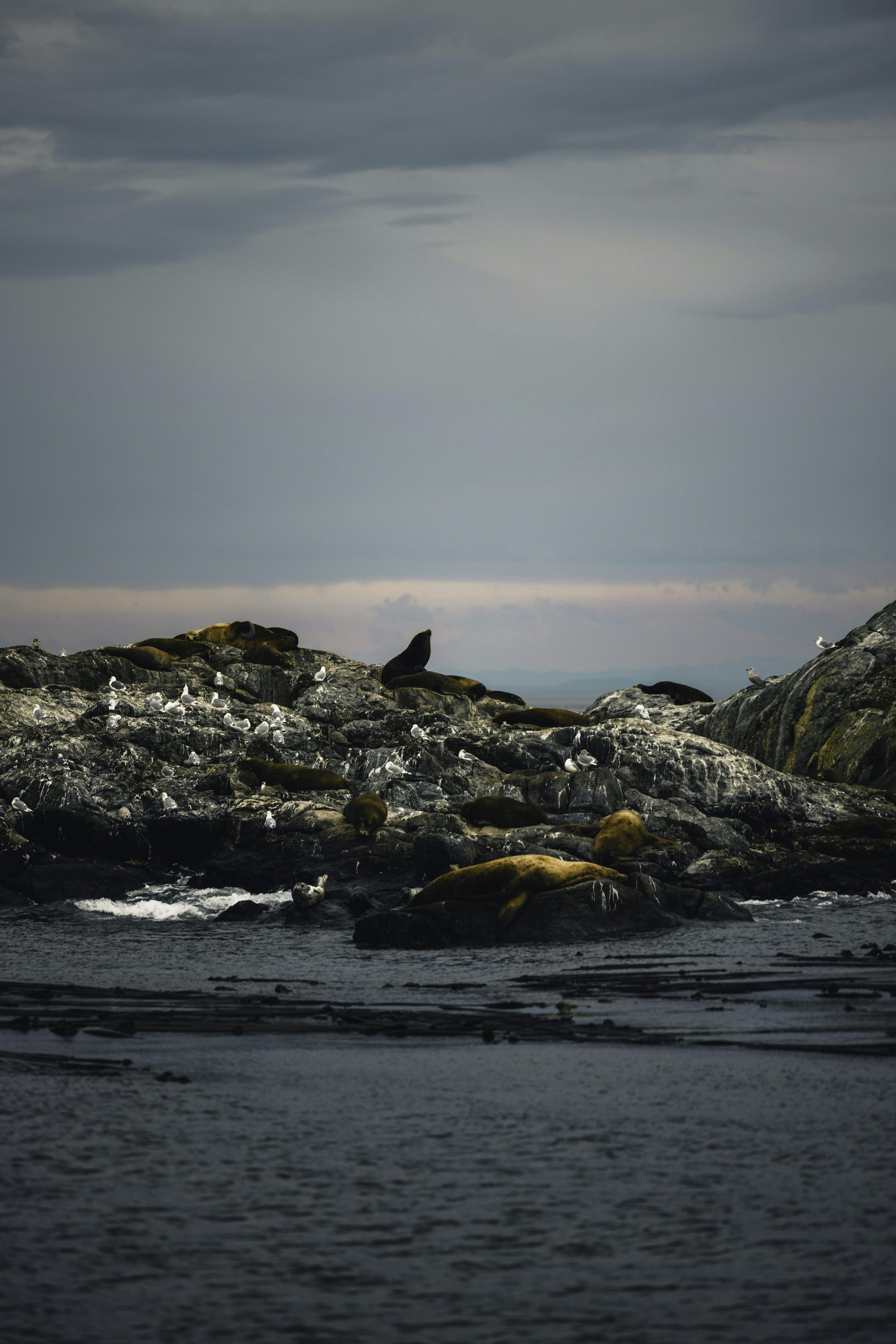 Seals at Dusk: Resting on the Rocky Outcrop