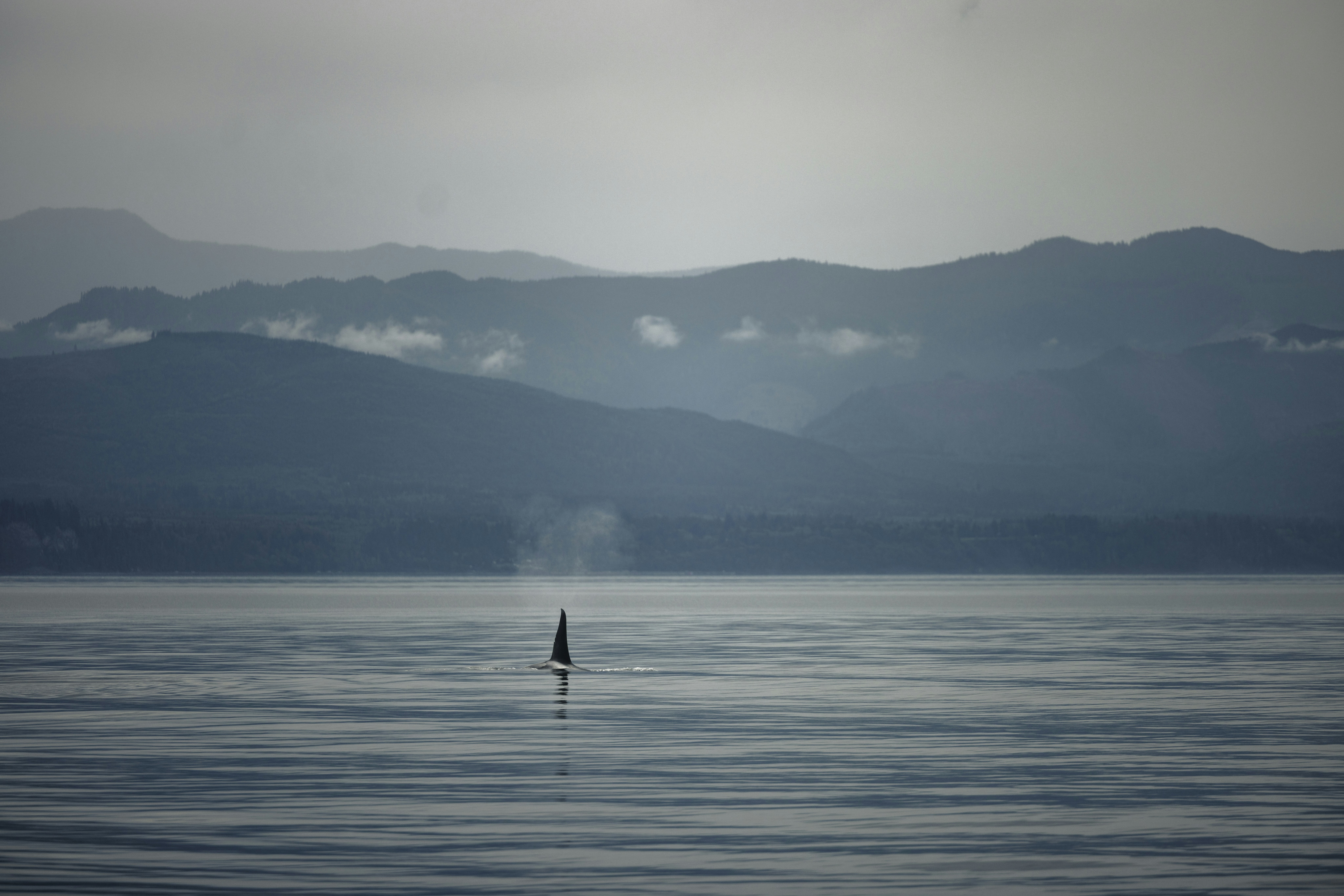 Solitary Fin on a Quiet Sea Under Misty Ridge