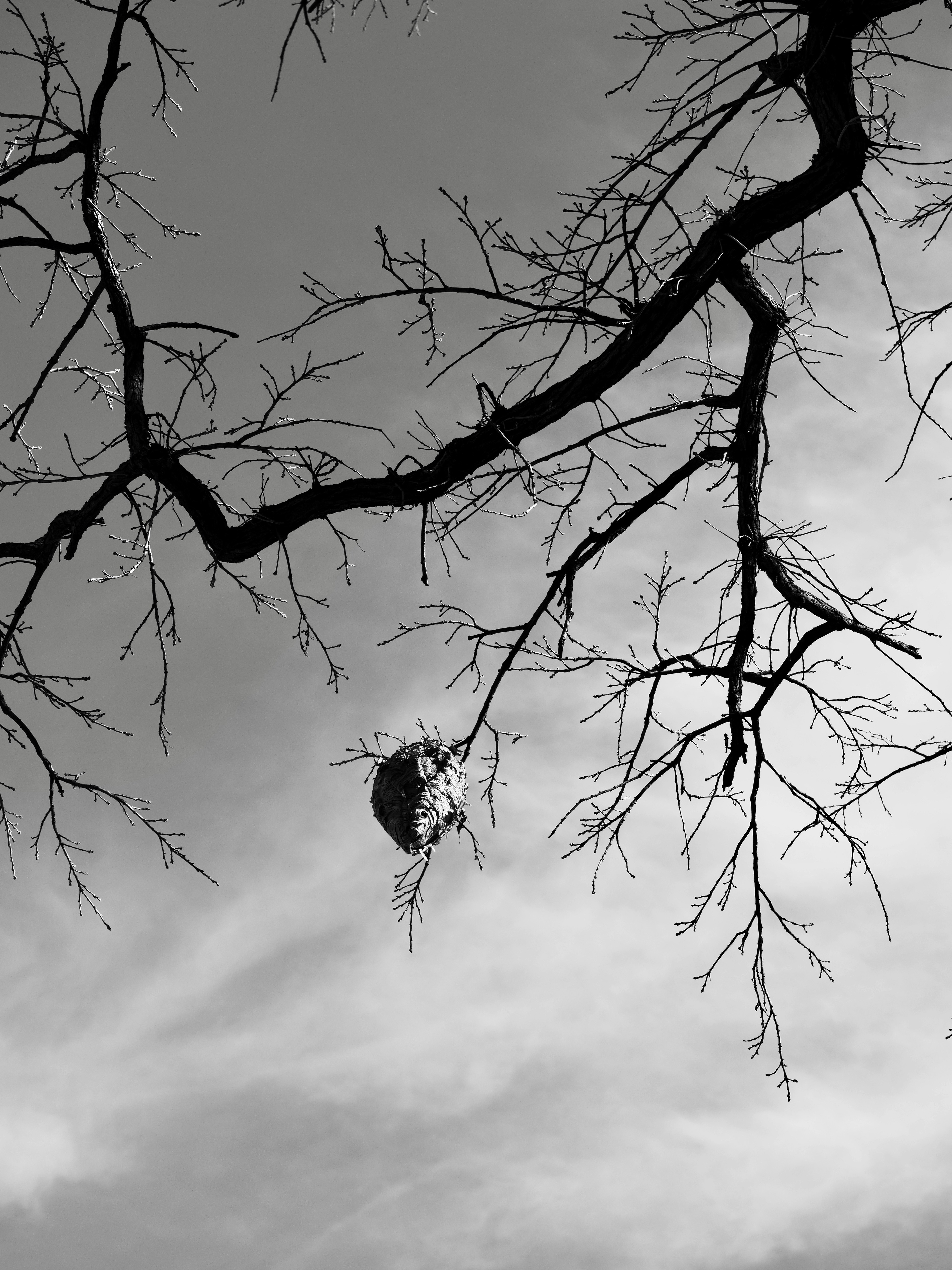 Branches Reaching Toward the Vignette Sky