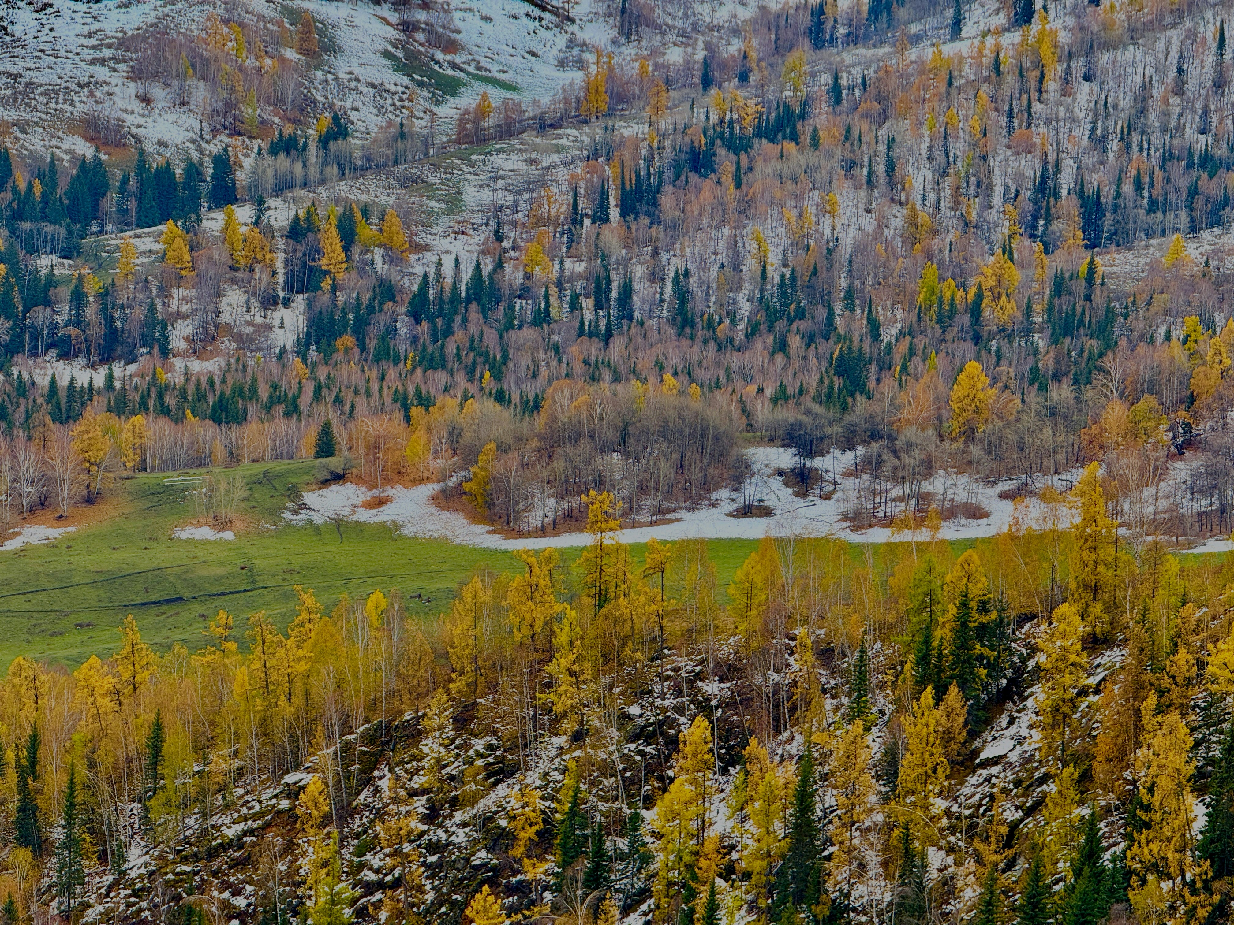 Autumn Ridge: Fields of Gold Below a Snow-Kissed Slope