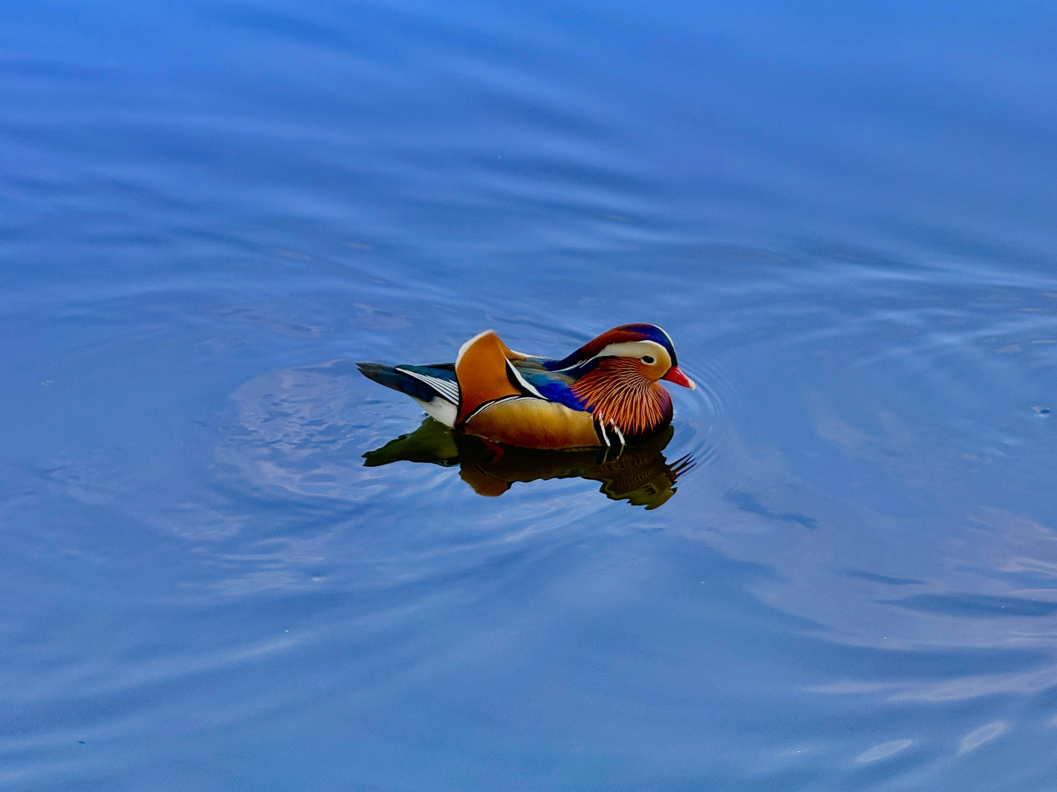 A Mandarin Duck Floats in Quiet Blue Ripples
