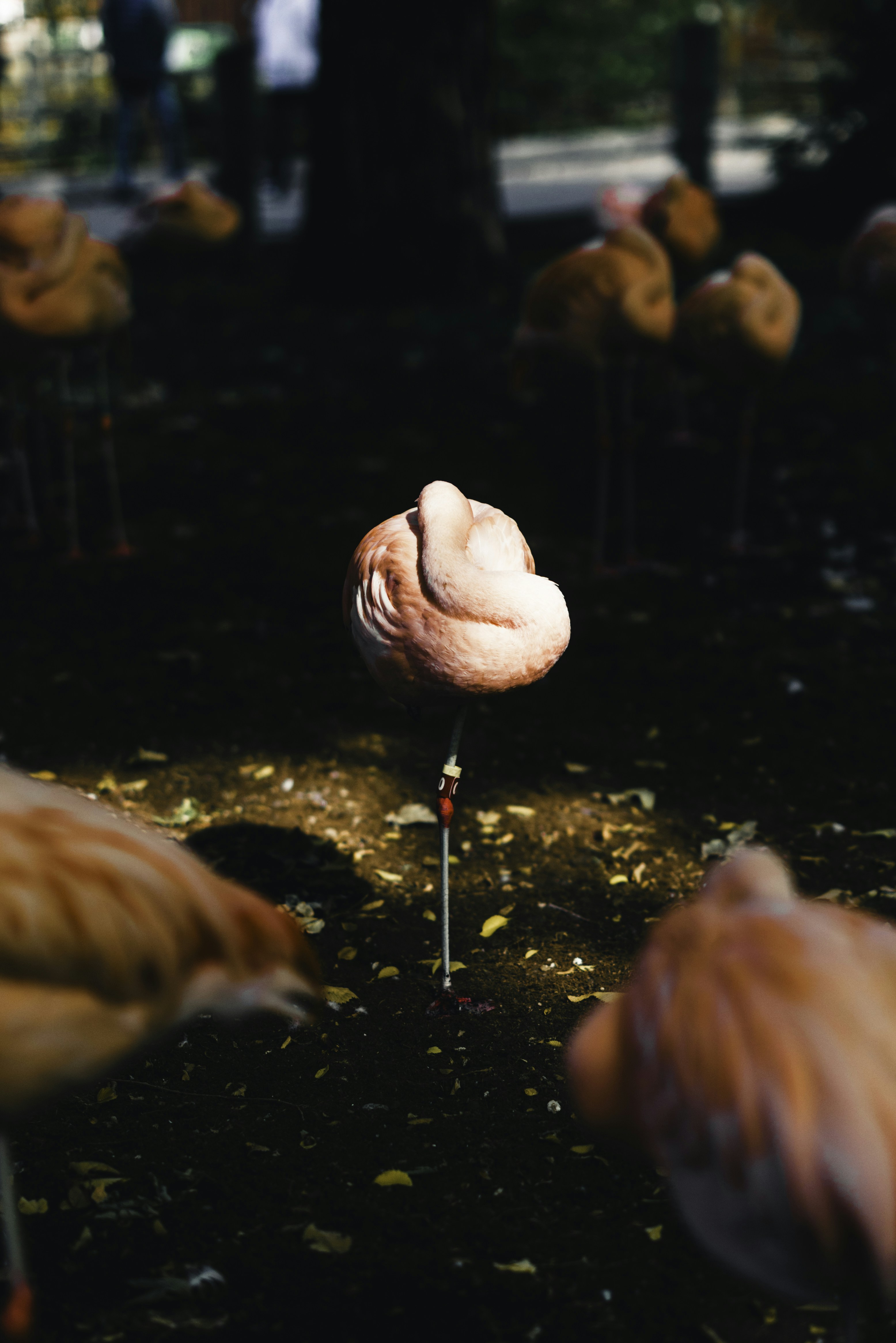 Center Flame: A Solo Flamingo Amid a Ring of Silent Companions