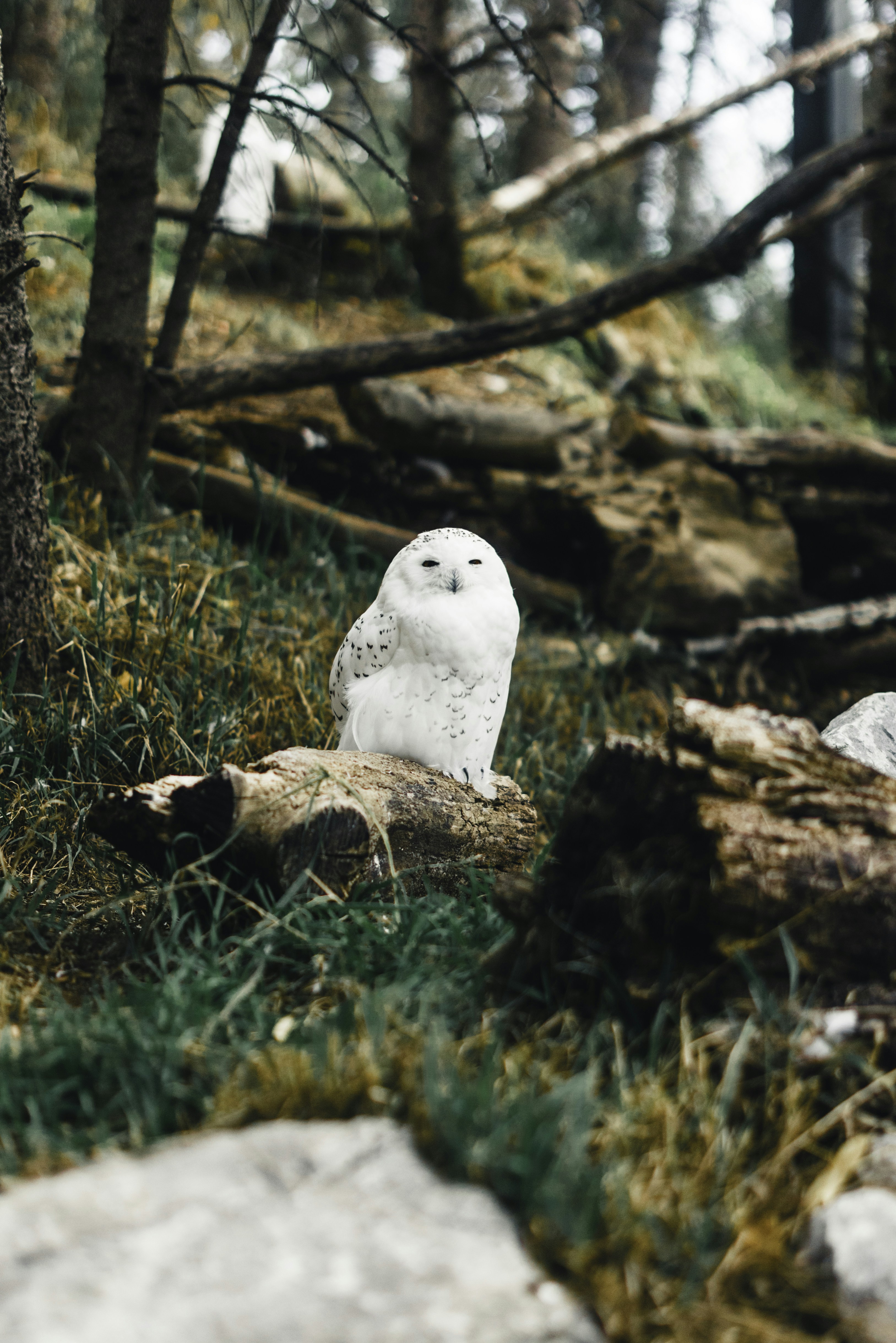 Silent Watcher in the Forest Snowline