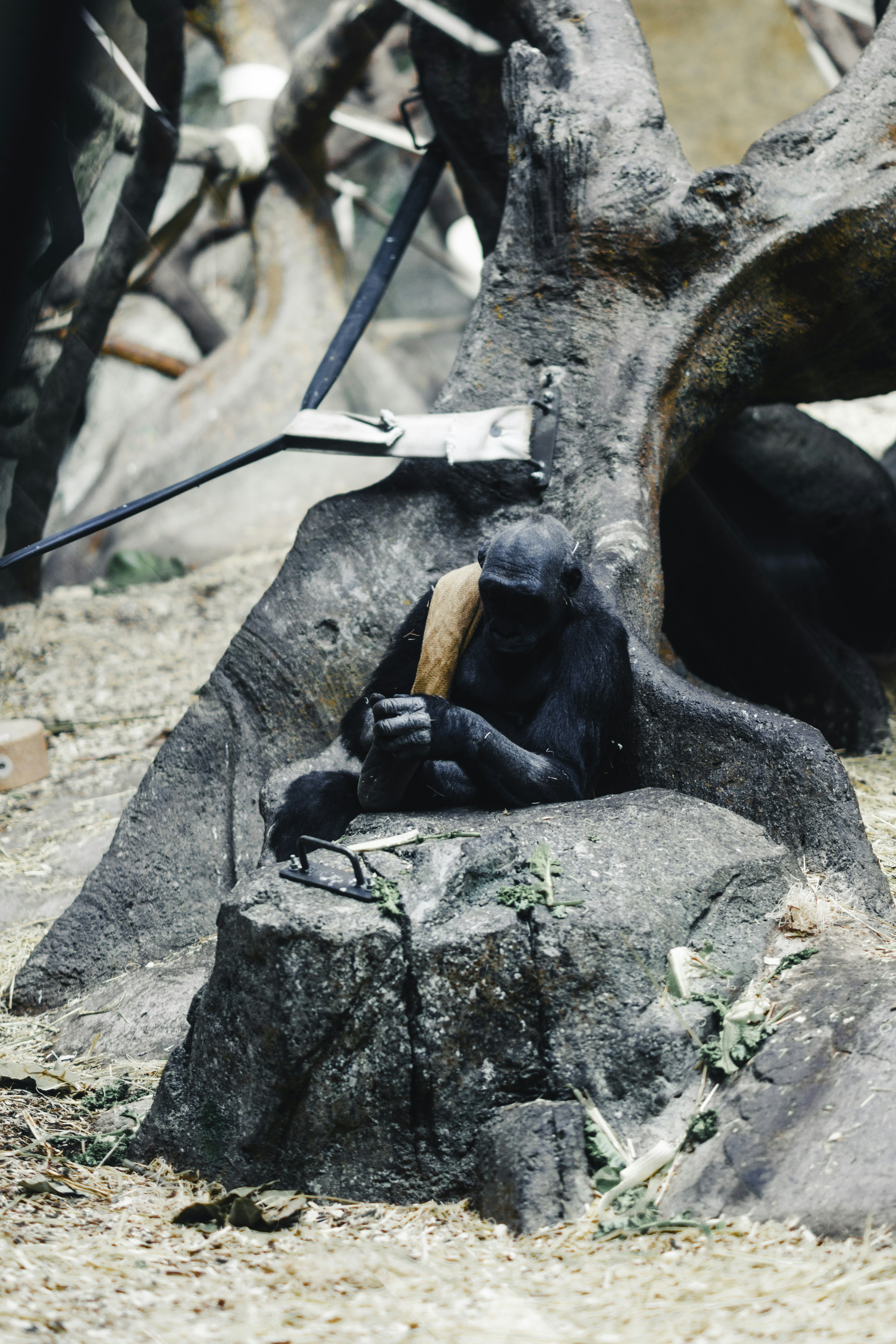 Primates in a Log: A Vignette of a Chimp Beneath Dappled Shade