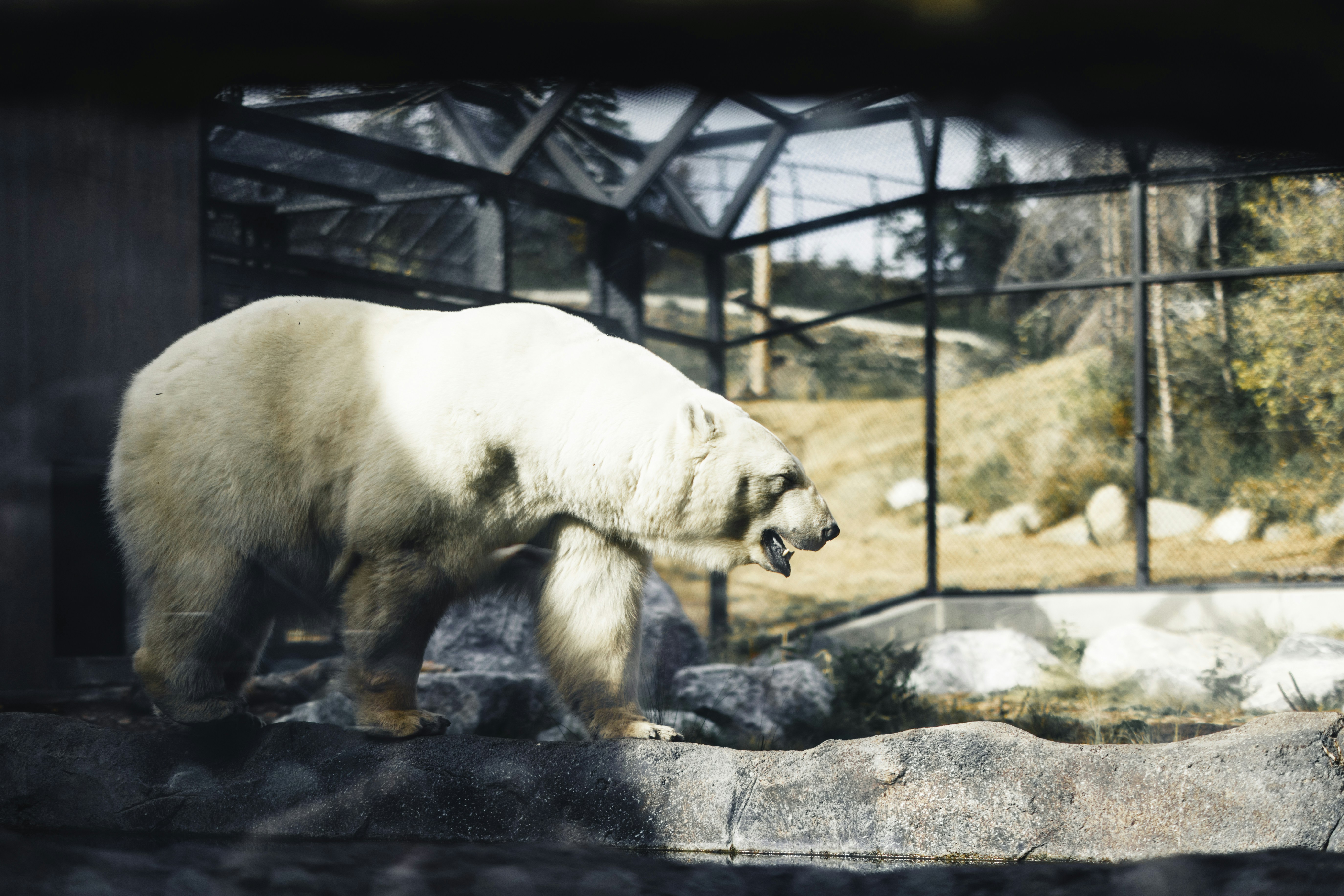 Polar Giant in a Glasshouse: Evening Light on a Bear