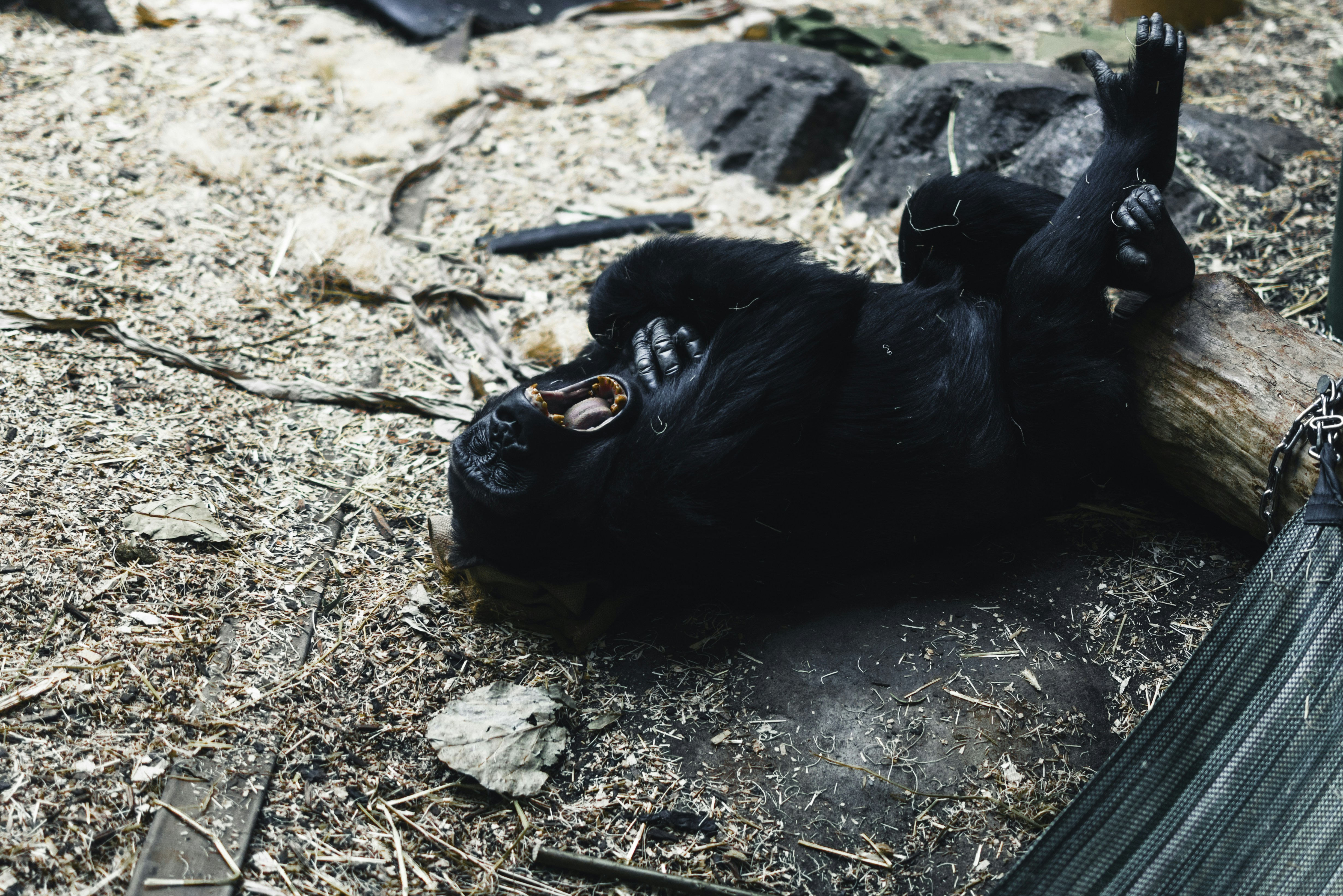 Black ape on its back, a forest floor scene captured by daylight