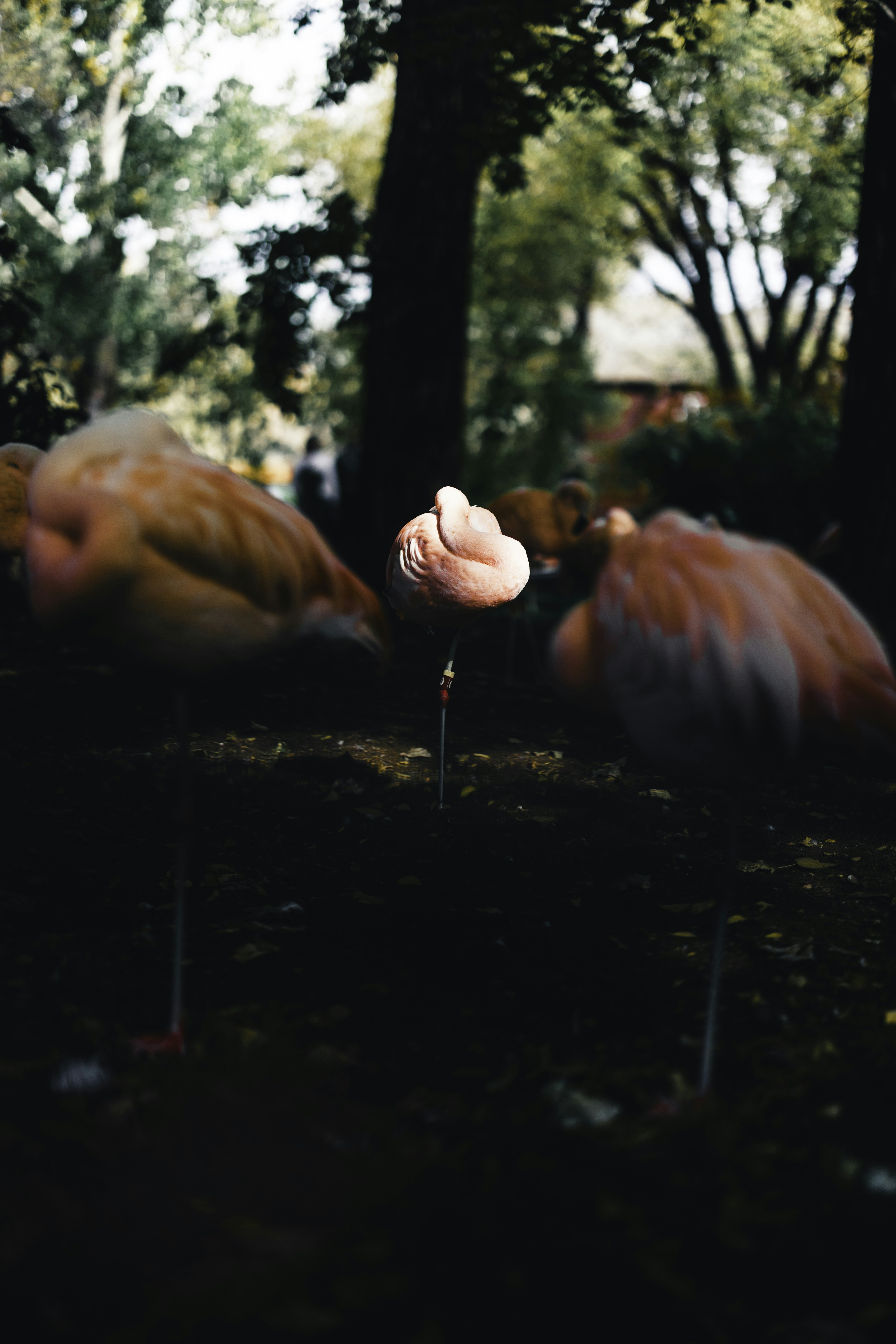 Flamingo at Center Stage: A Quiet Portrait in a Sunset Park