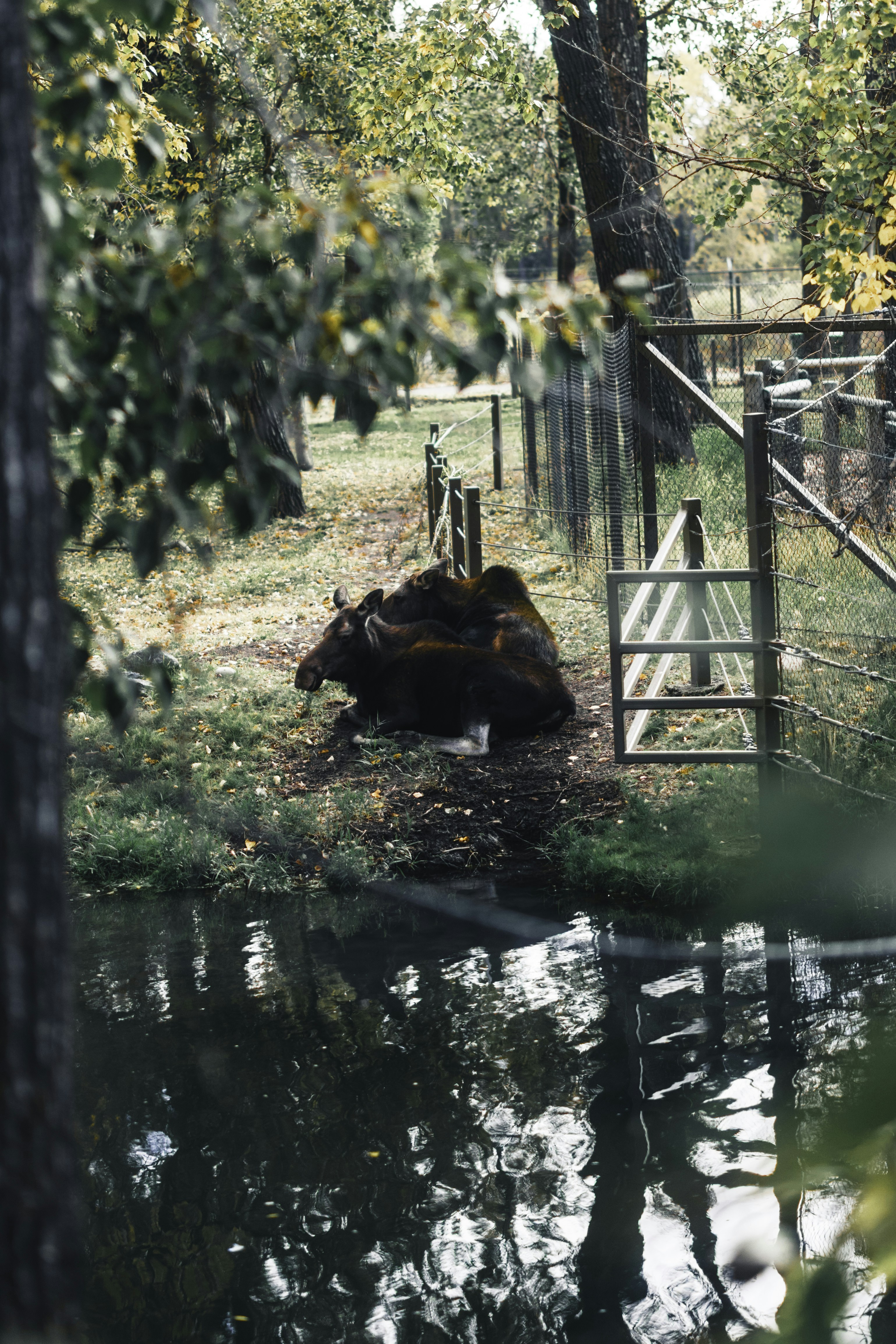 Mares resting in a sun-dappled paddock by the waterway