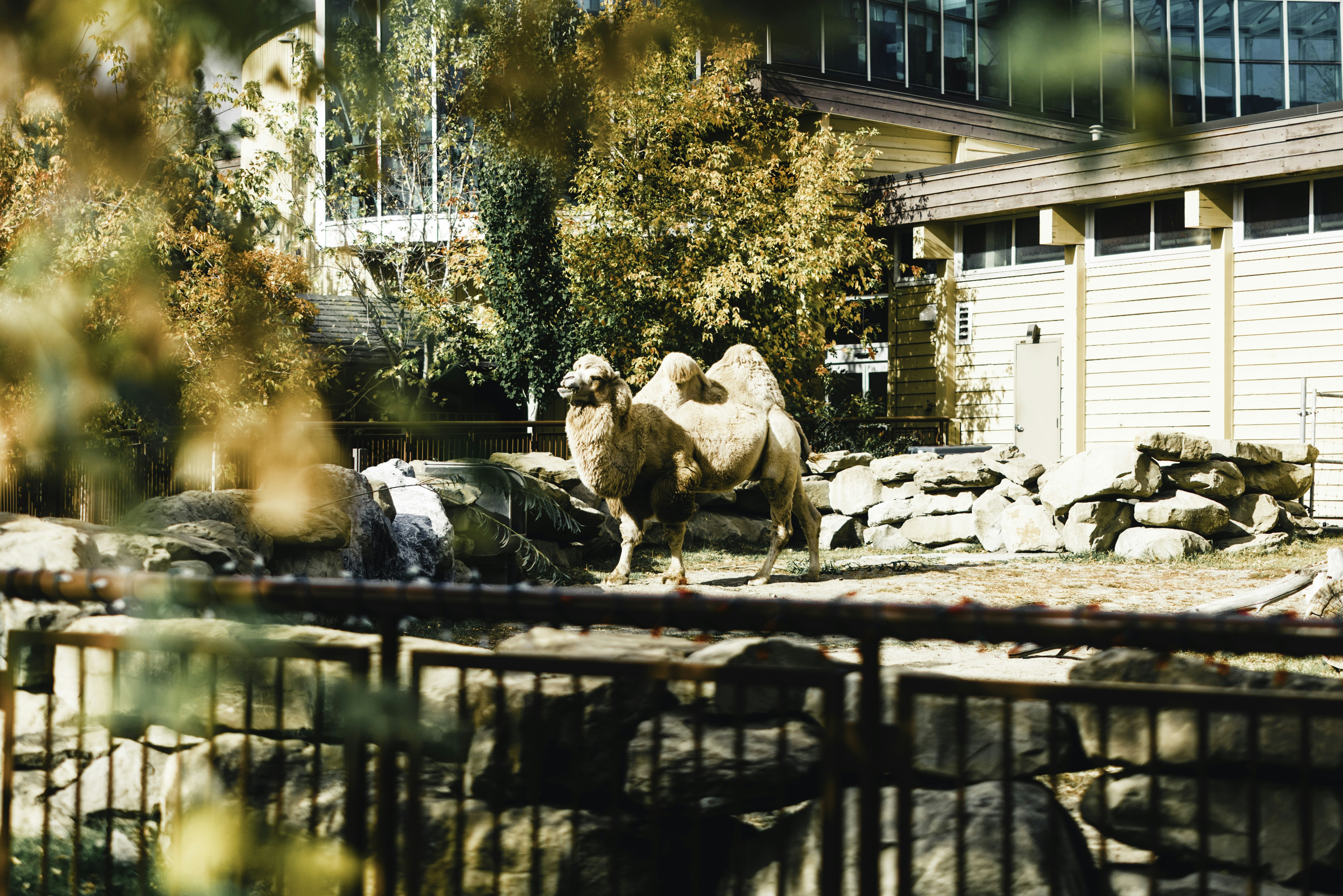Camel Pair in a Courtyard Morning