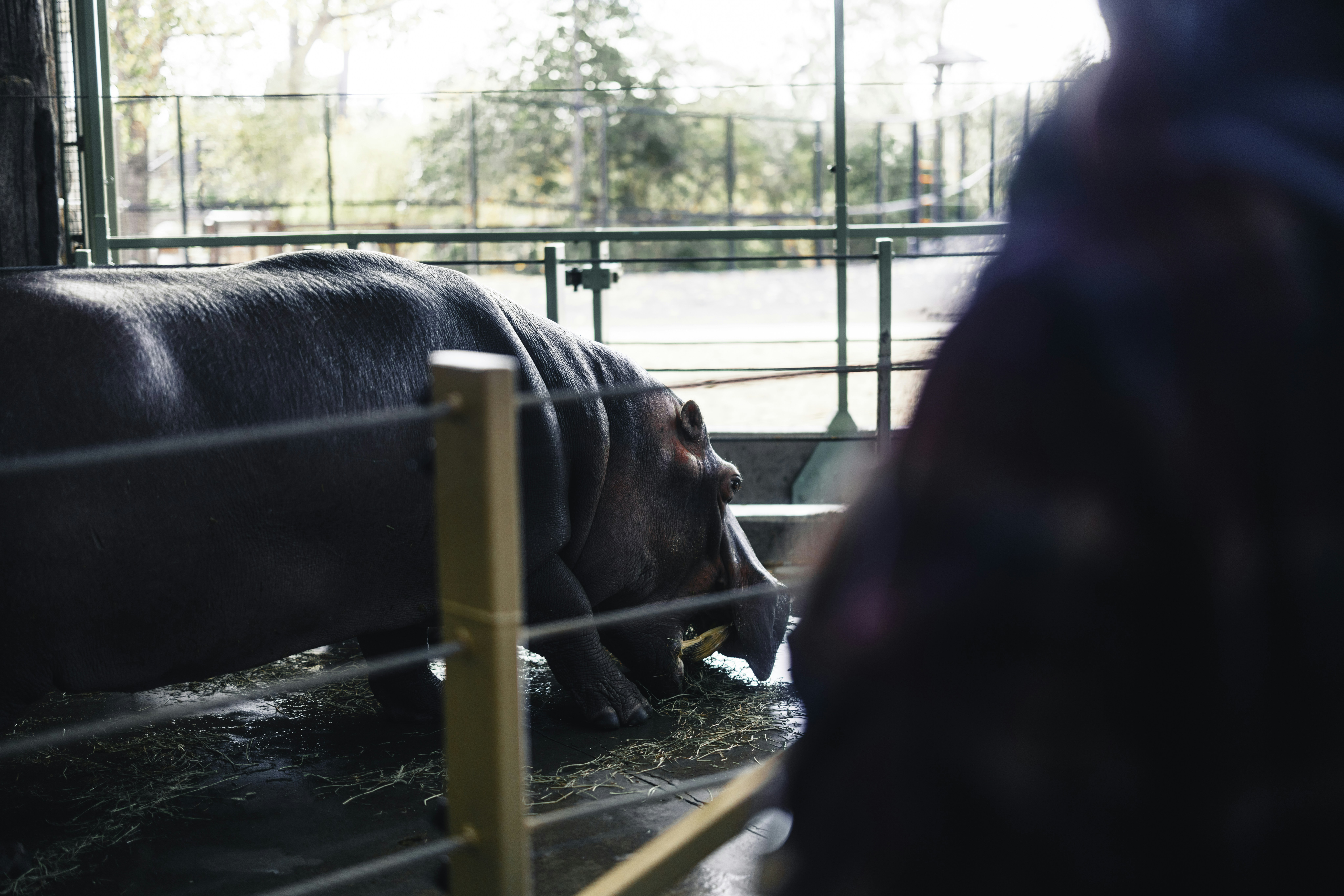 Hush in the Barn: A Black Horse Resting Behind Fences