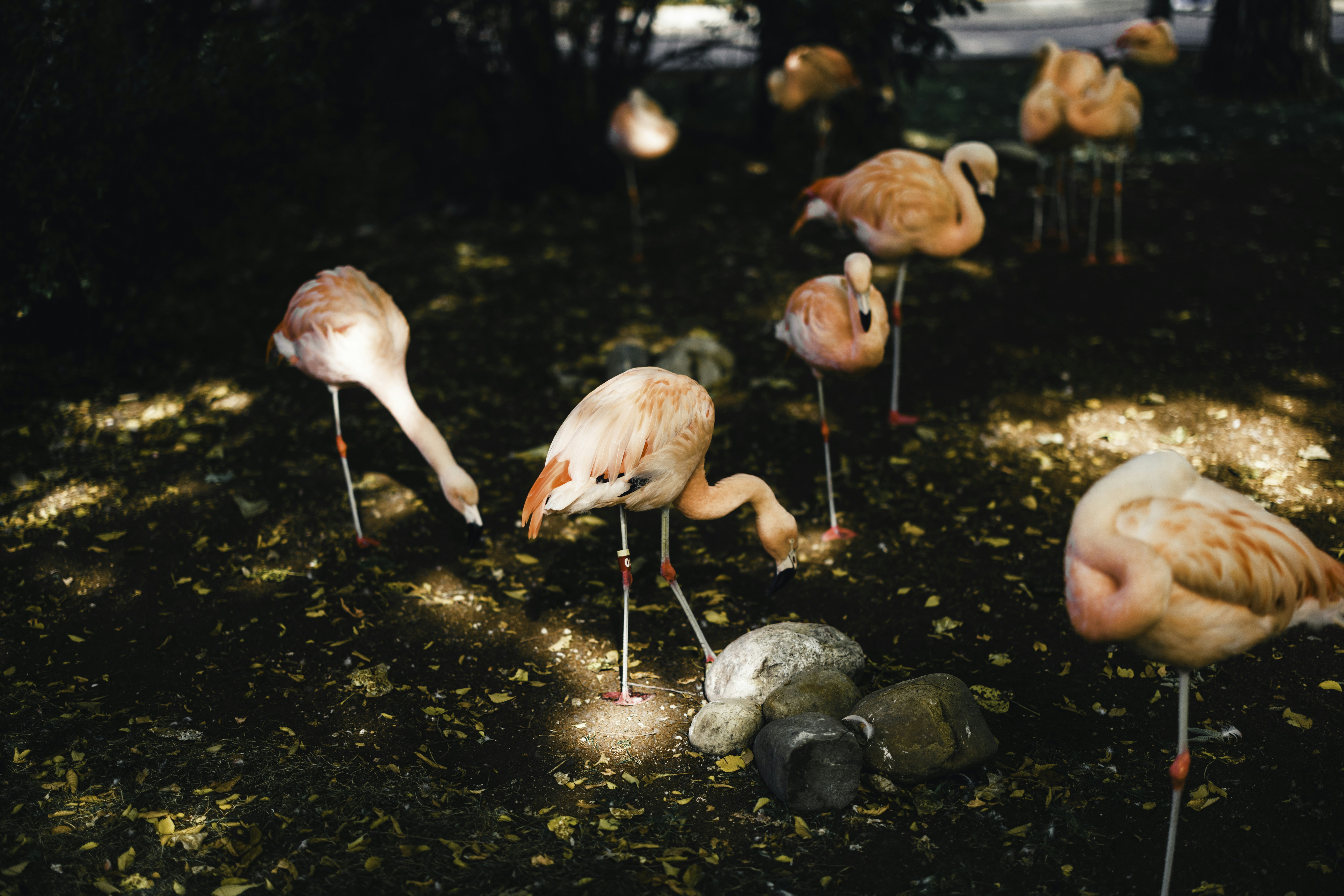 Sunlit Flamingos at Dappled Pond