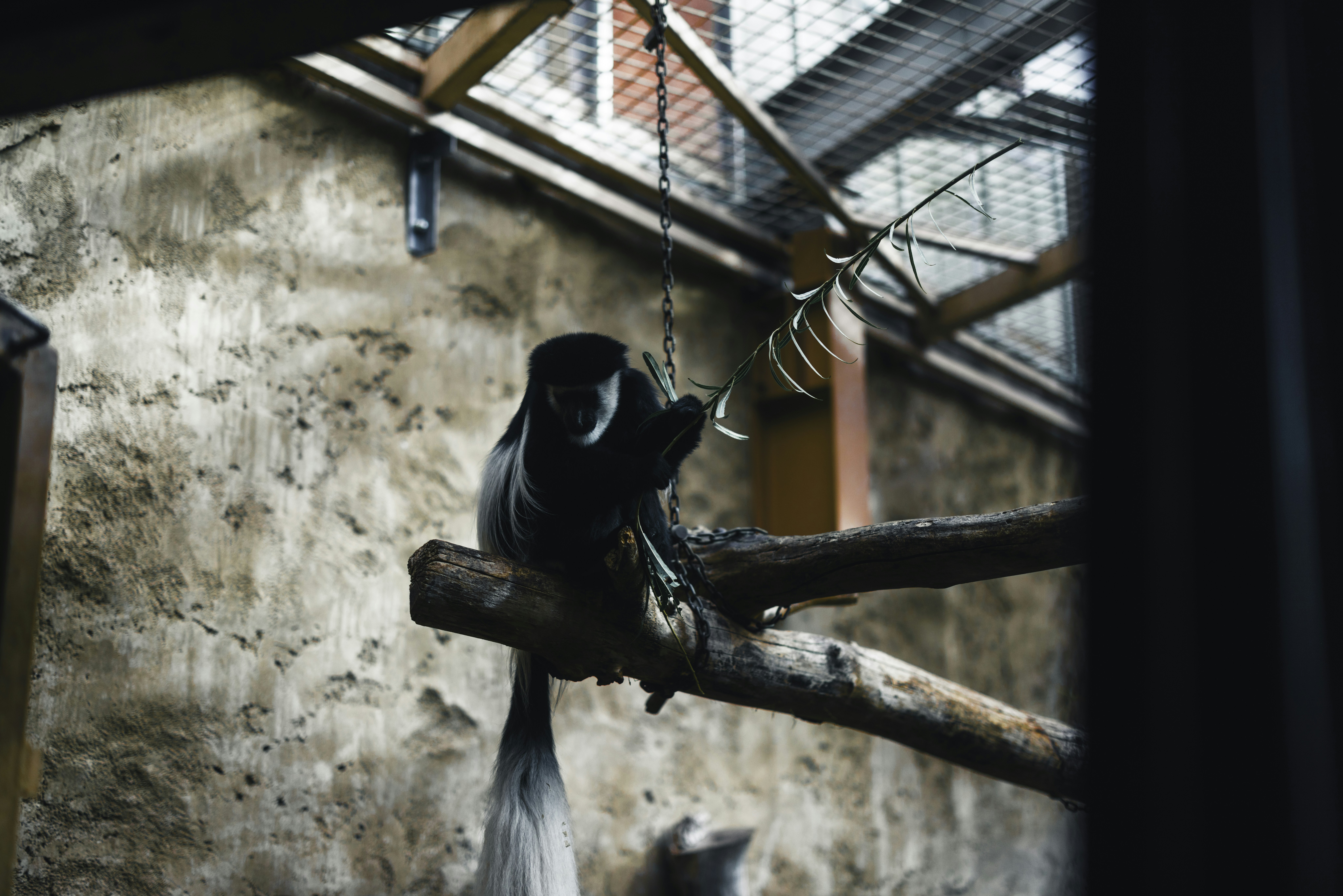 Midnight Jester: A Black-Faced Sentry Perched on a Fallen Log