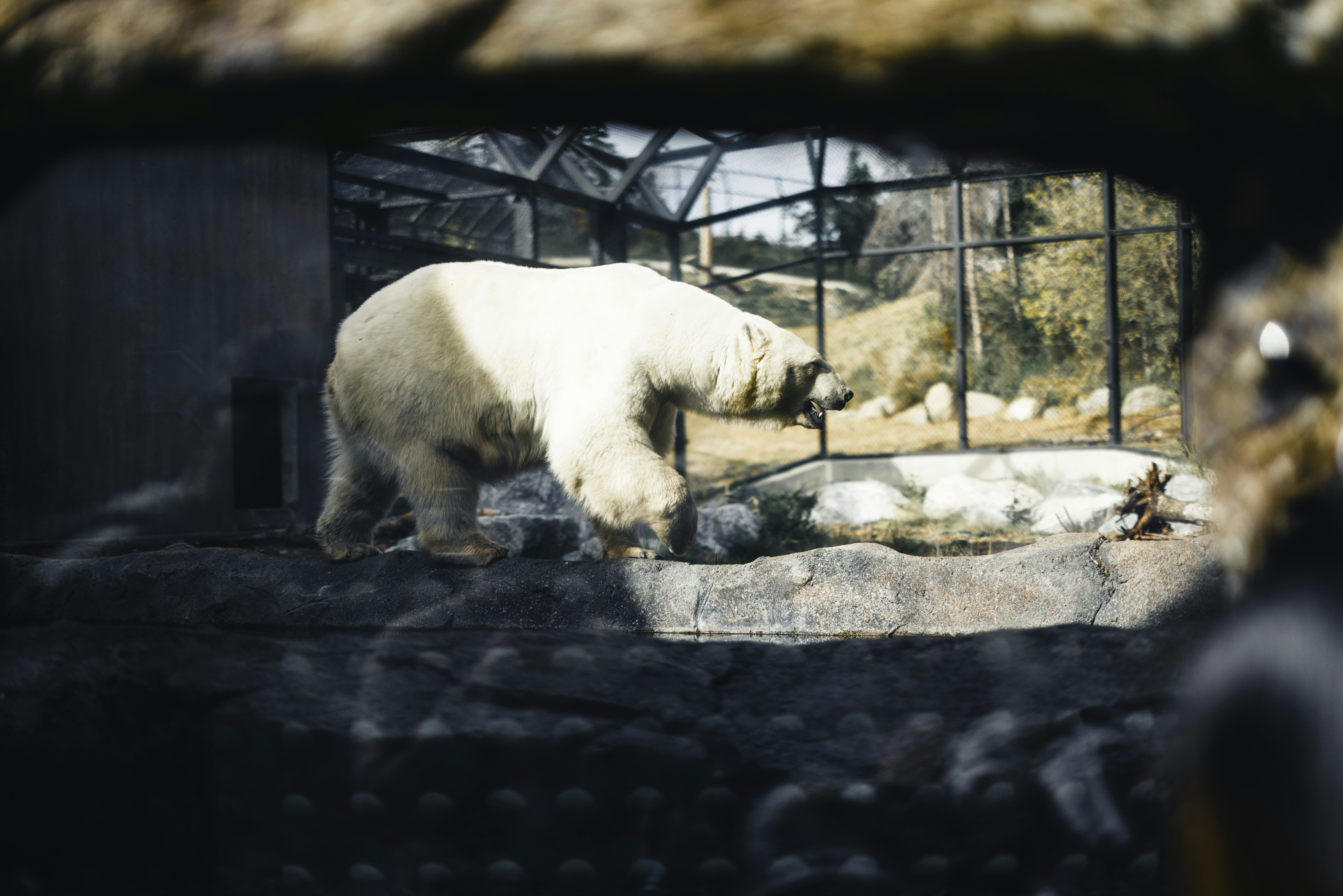 Polar Bear at the Glass: A Quiet Enclosure Moment