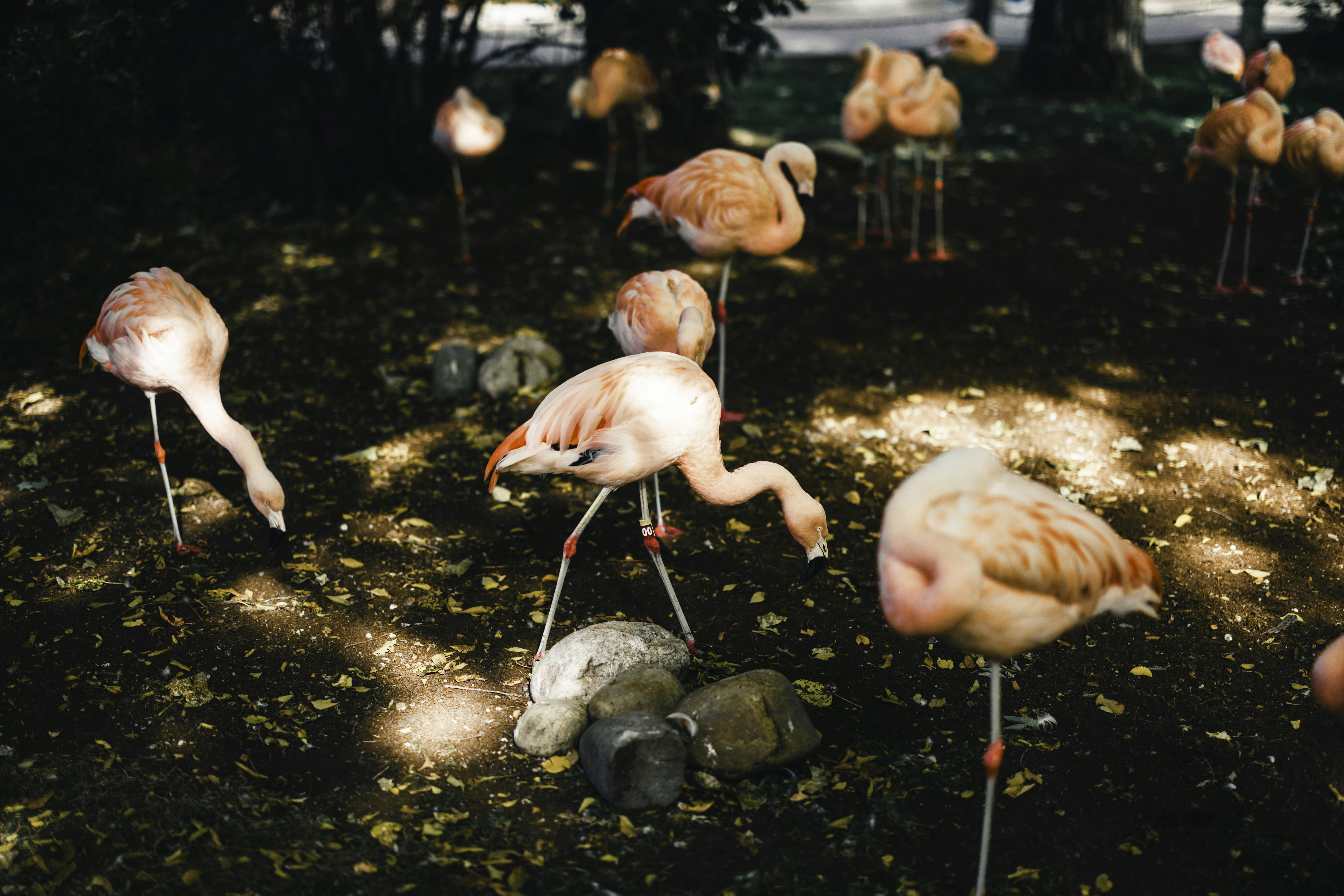 Flamingo Parade under Dappled Garden Light