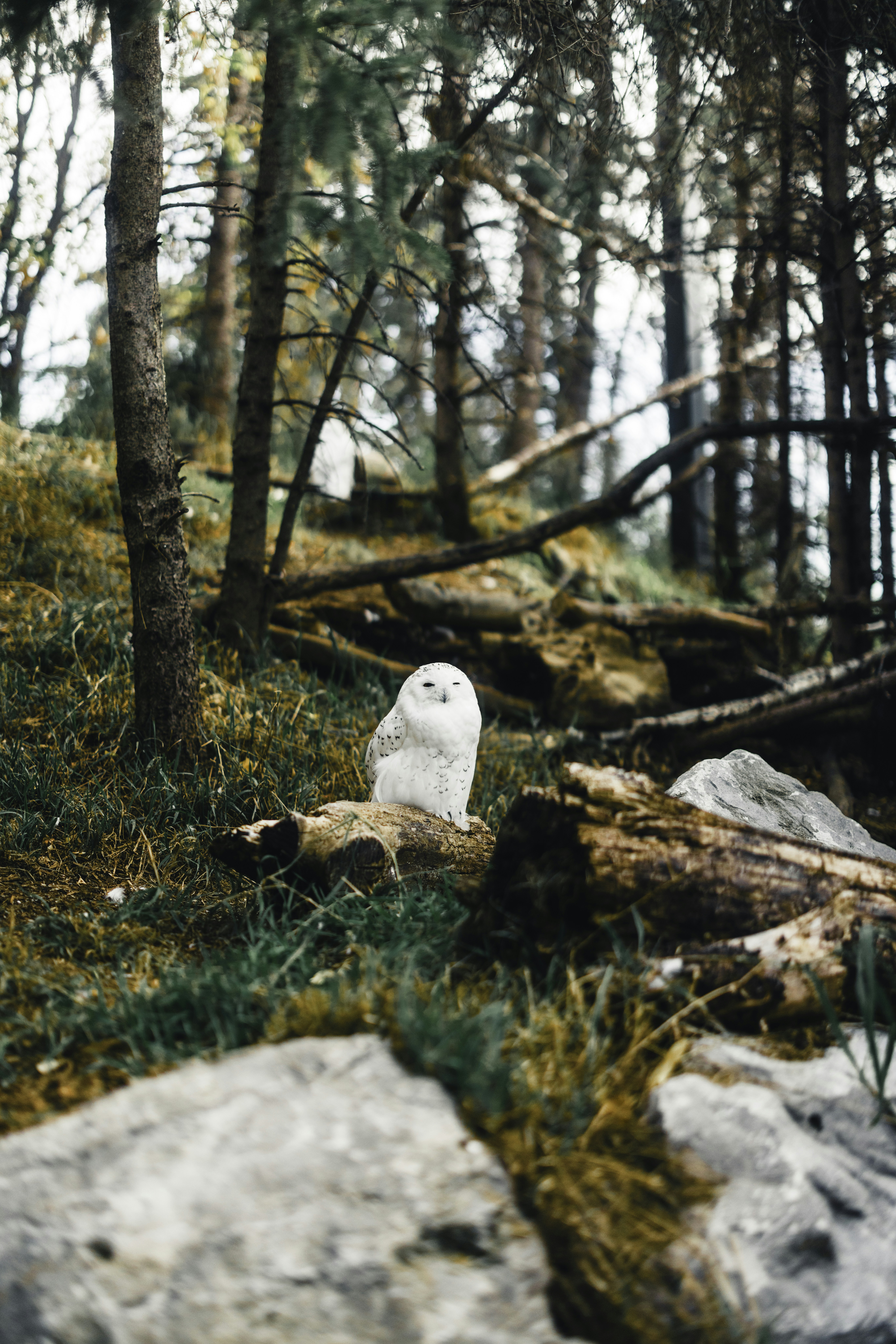 Snowy Owl on Fallen Log in Dim Forest Clearing