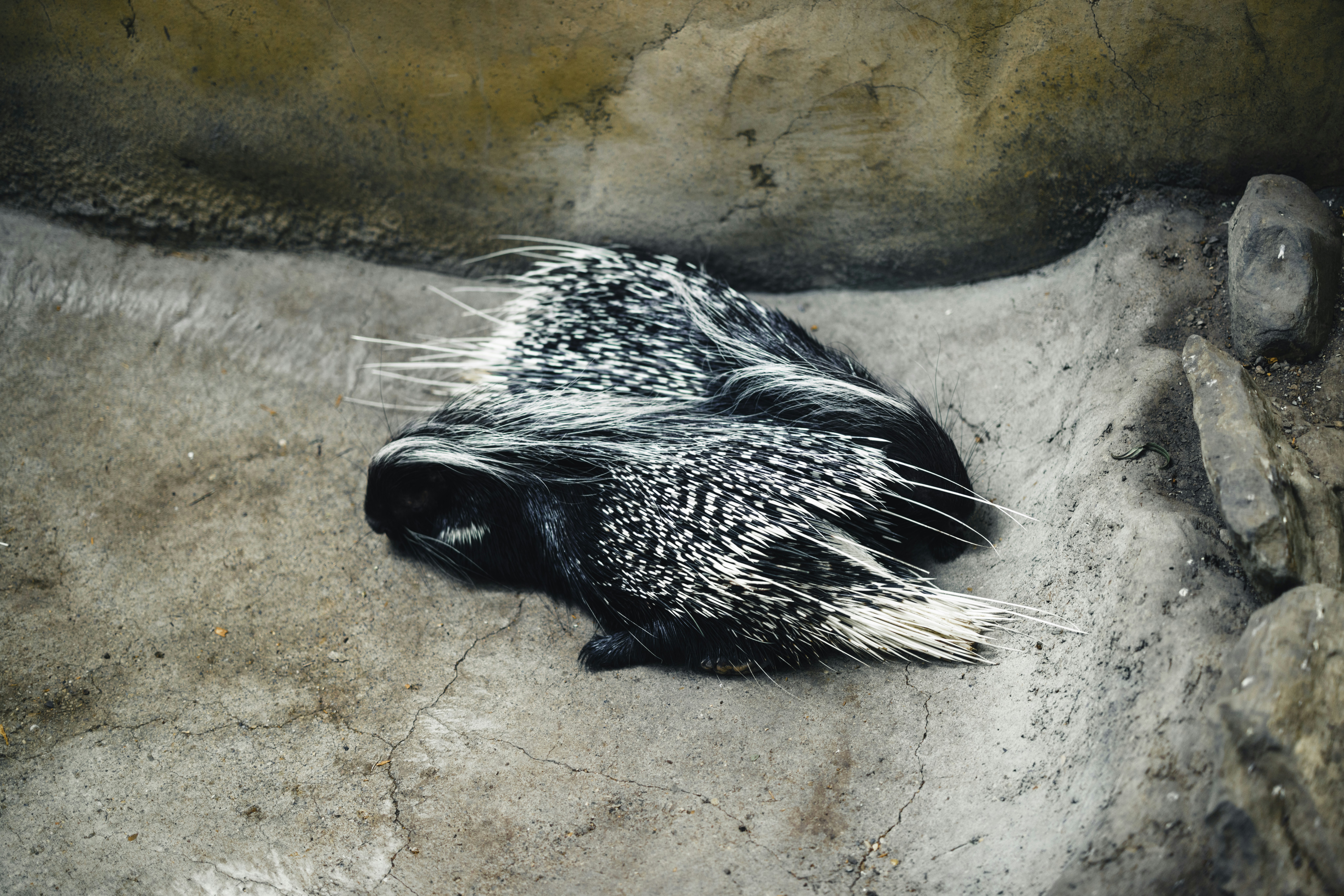 Spiky Silence: A Porcupine Resting on Weathered Rock