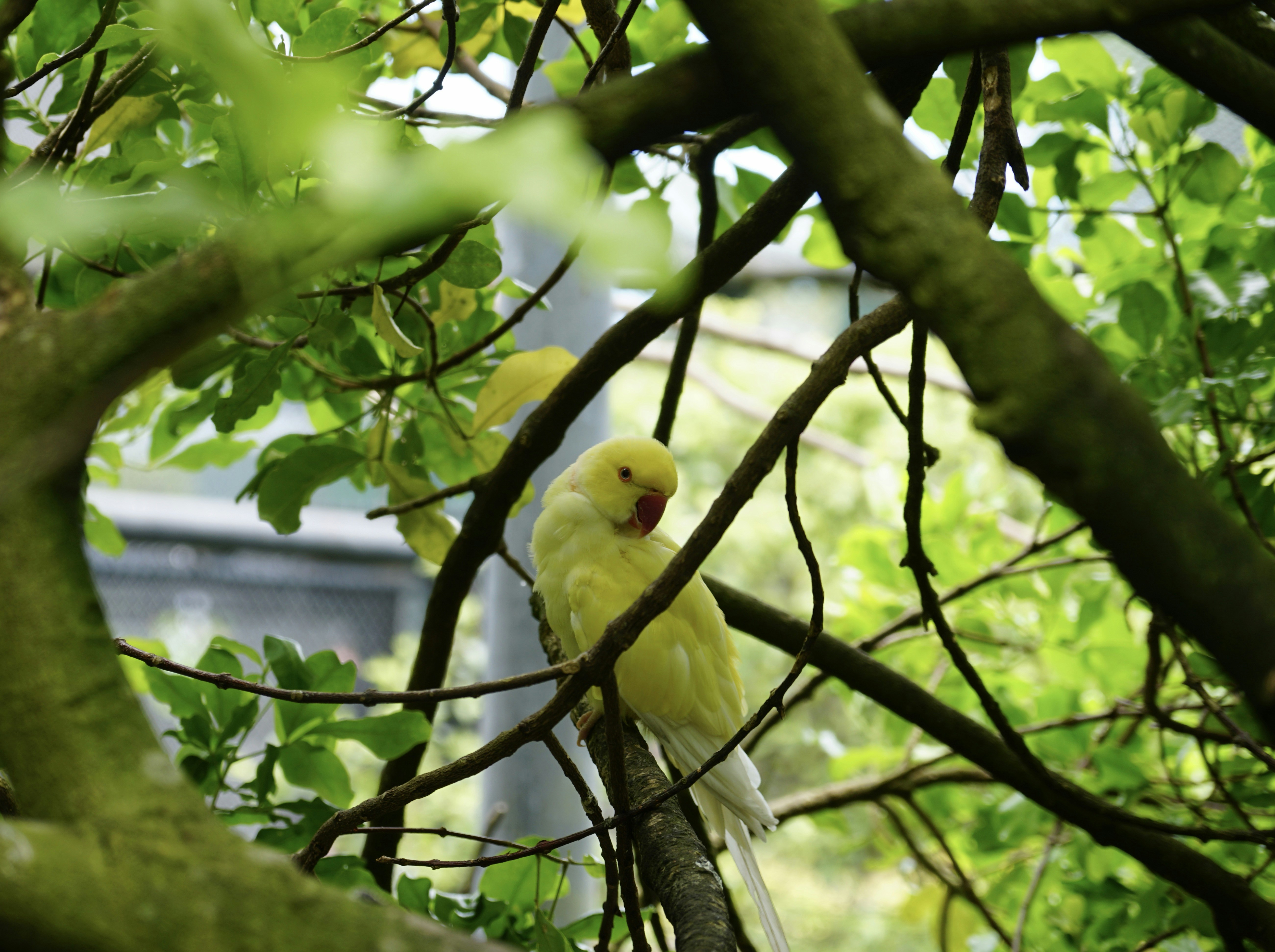Green Canopy Guardian: A Yellow Parrot Hidden Among Branches