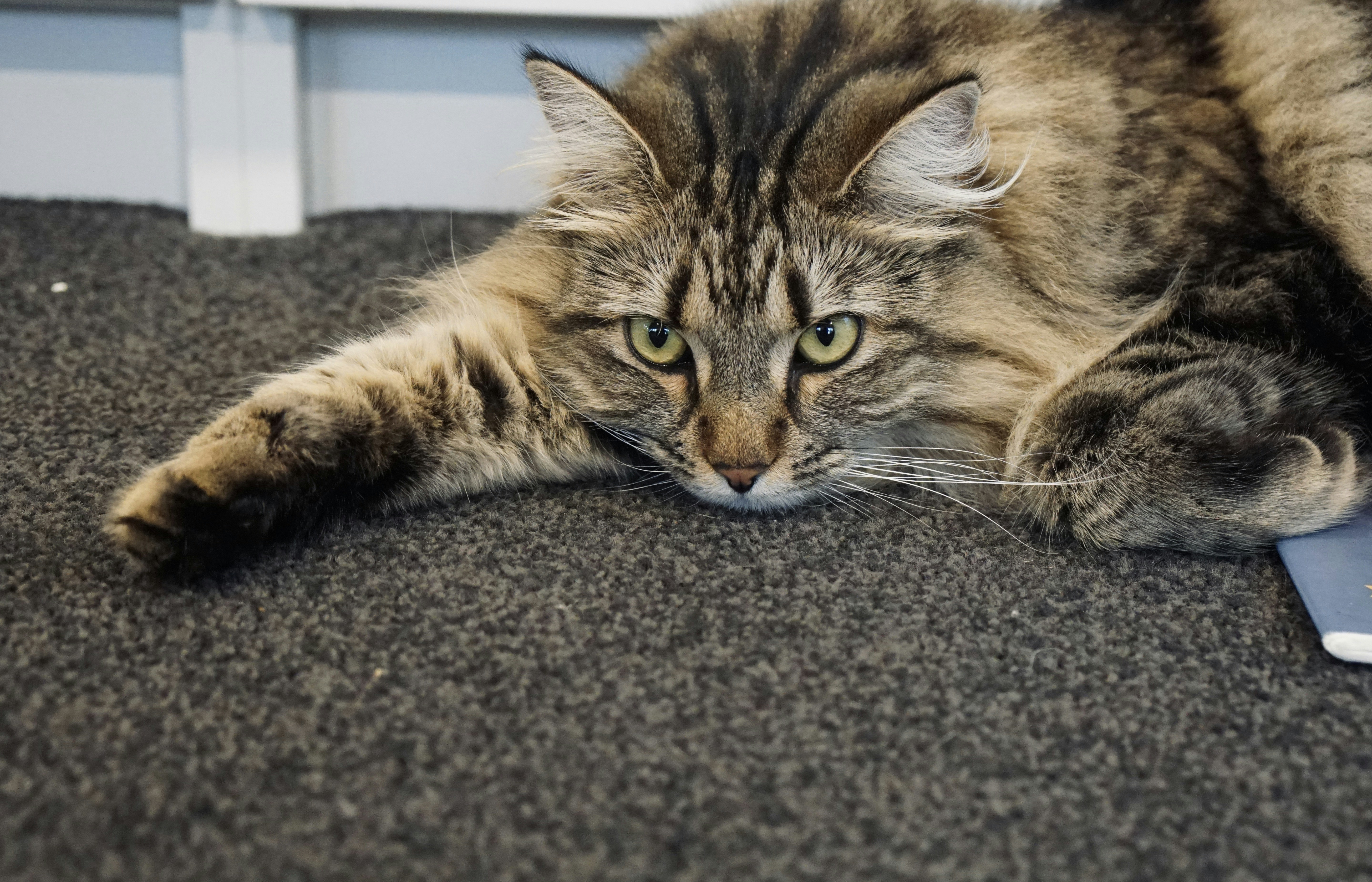 Resting Gaze: A Striped Cat Lays Across a Carpeted Threshold