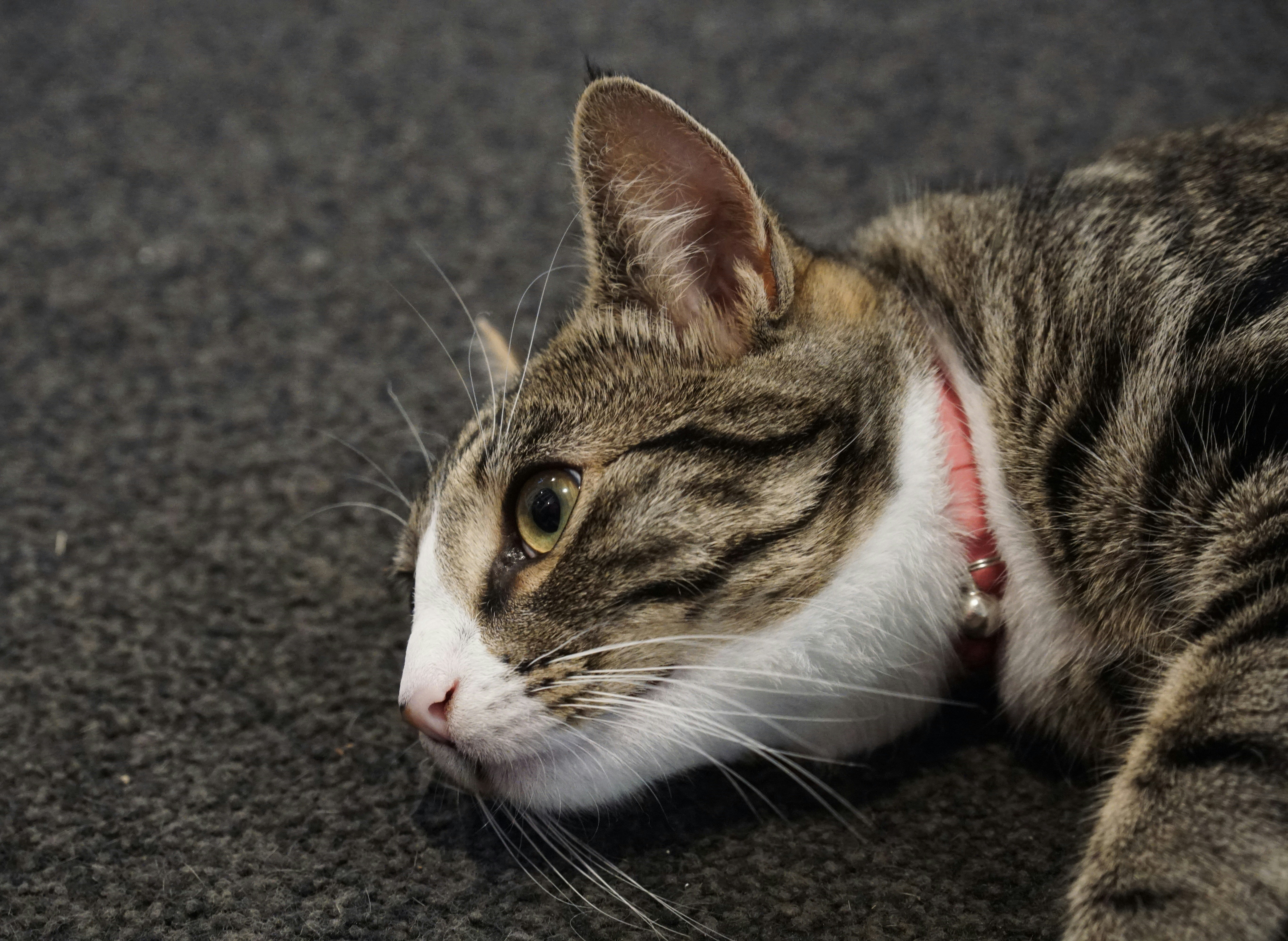 Curled Harbor: A Striped Muse on Dark Asphalt