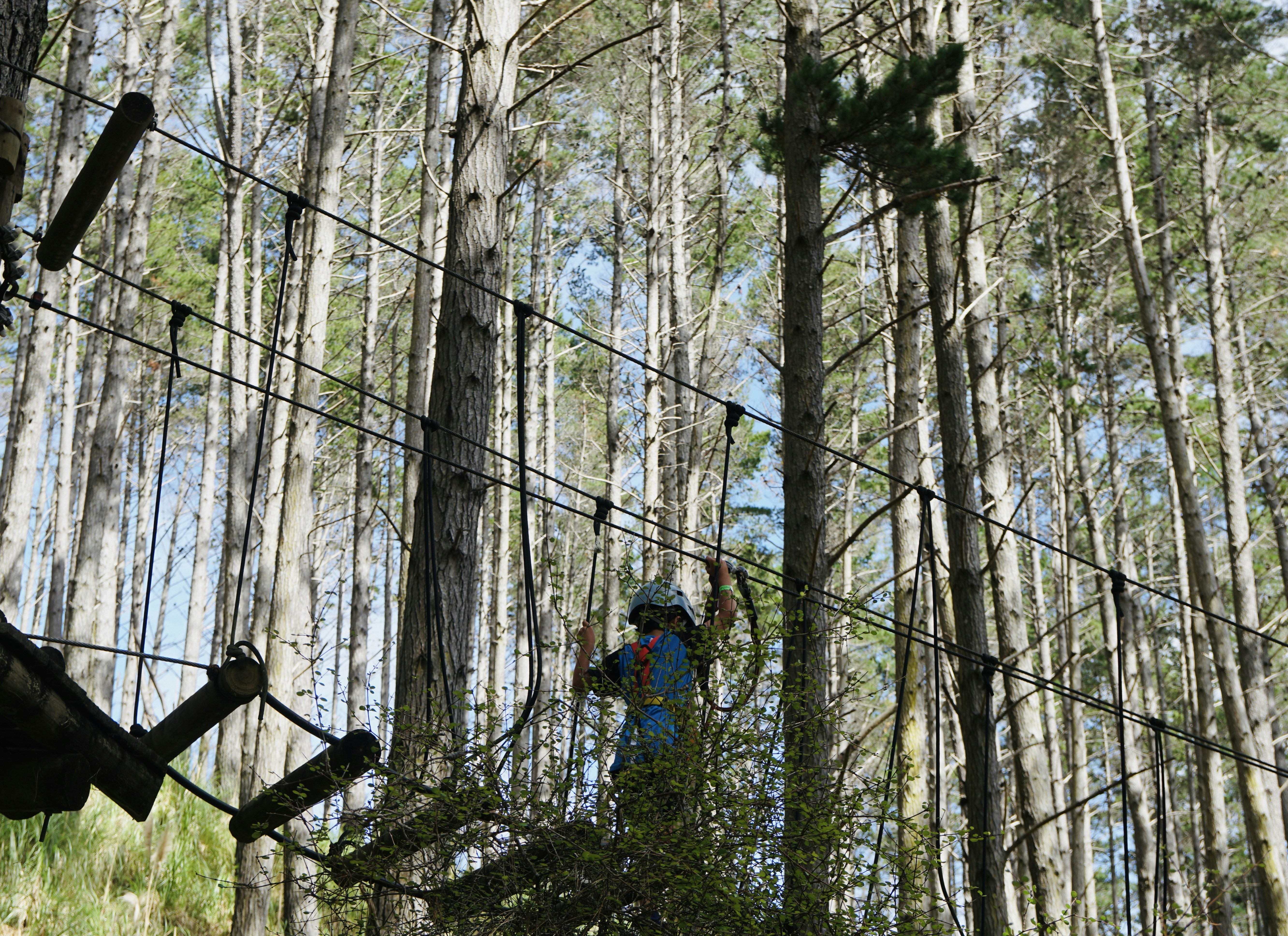 Suspended in the Pines: A Climber Taller Than the Trees
