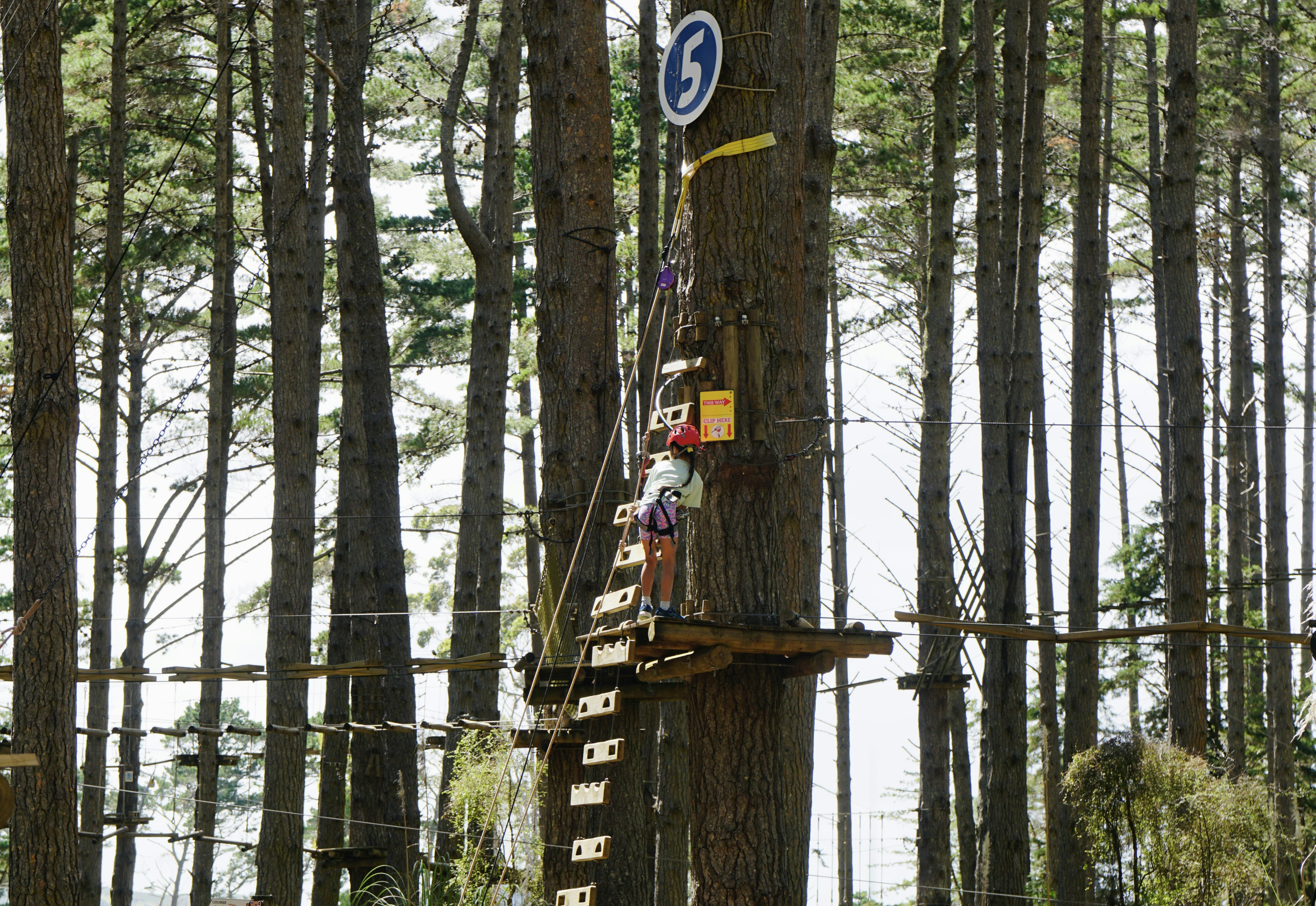 Climbing forest challenge: a child scales a tree platform