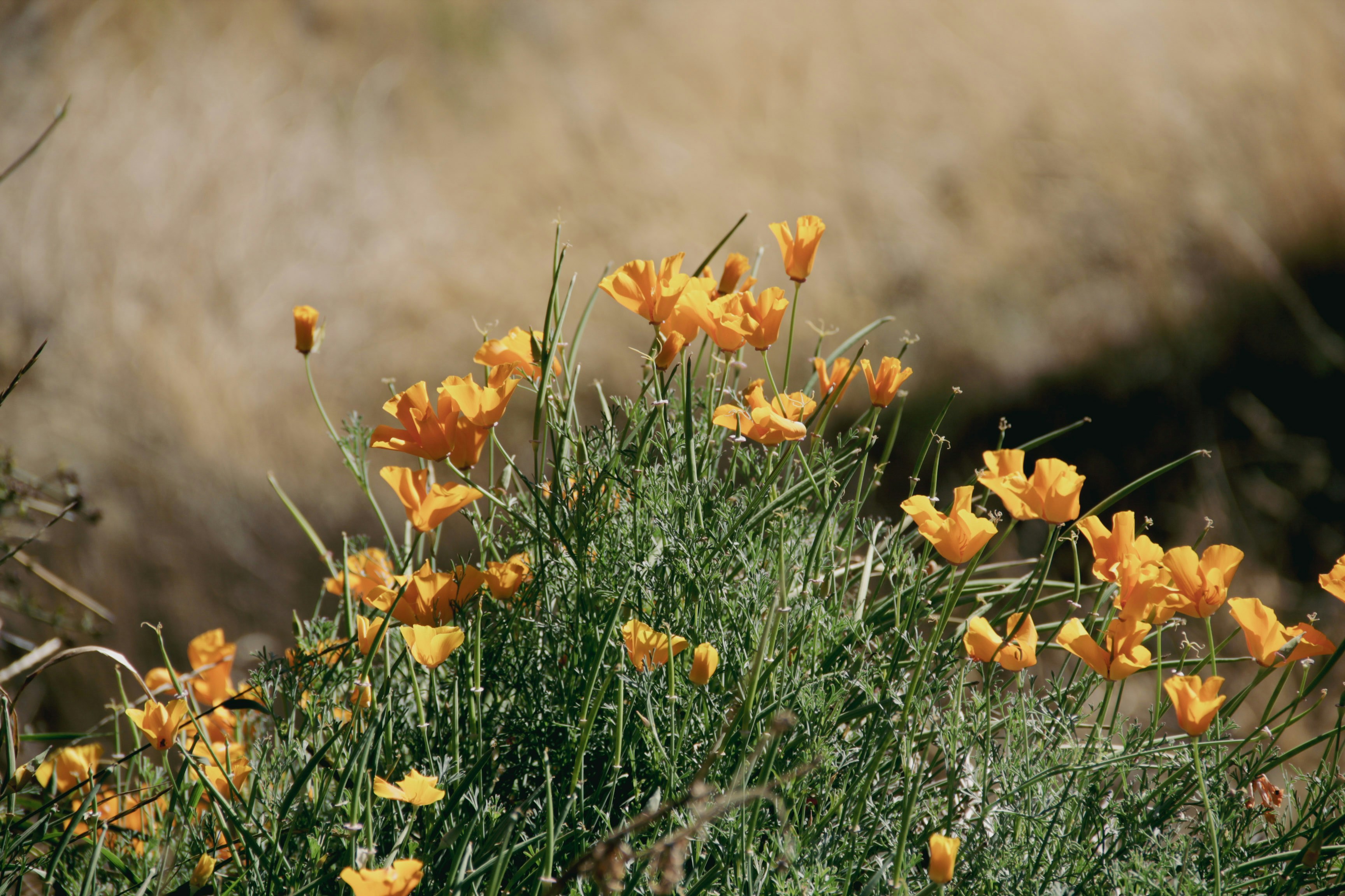 Orange poppies in sunlit meadow sway above a soft, blurred background