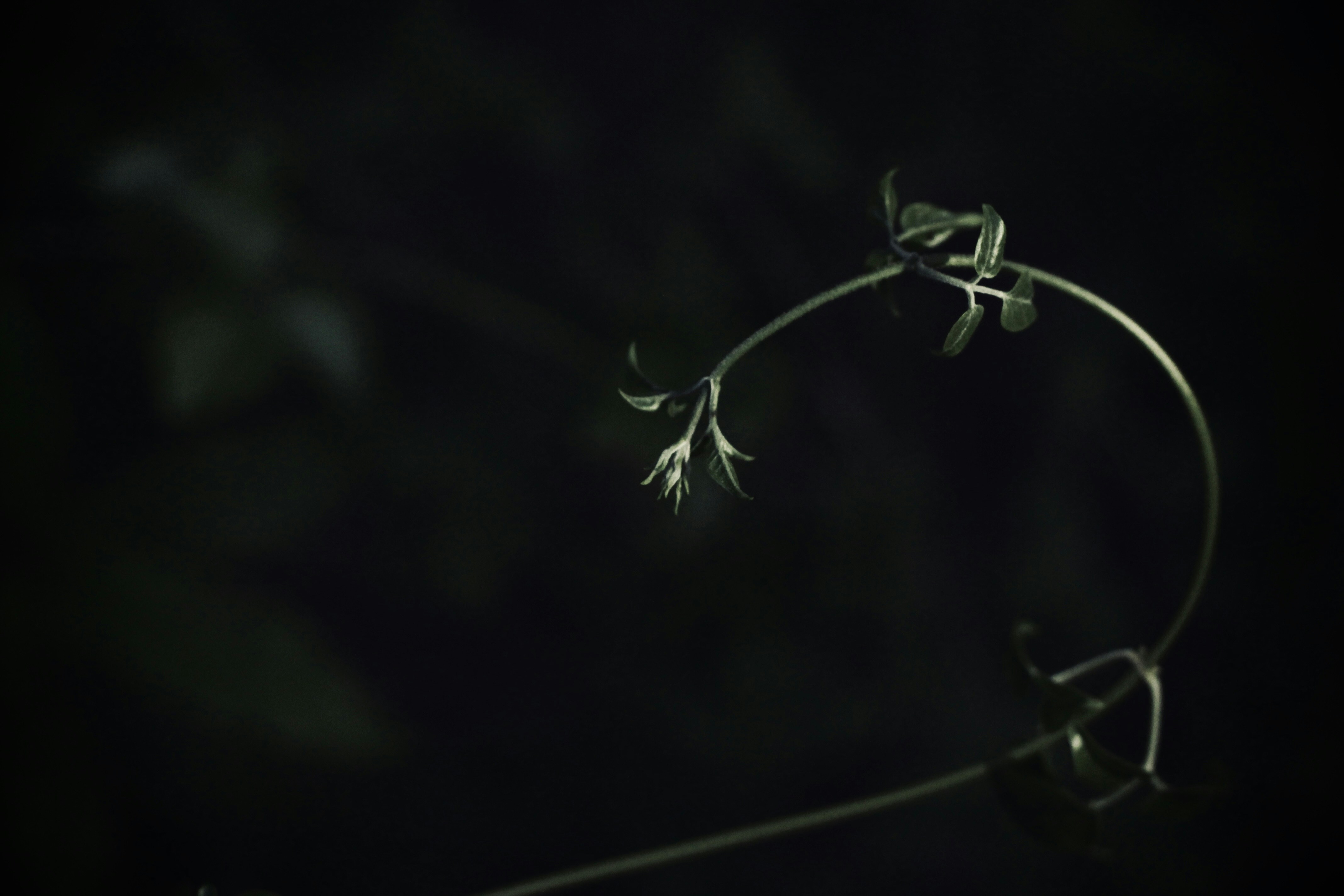 Delicate Spiral: A Lone Tendril Reaches Toward the Darkness