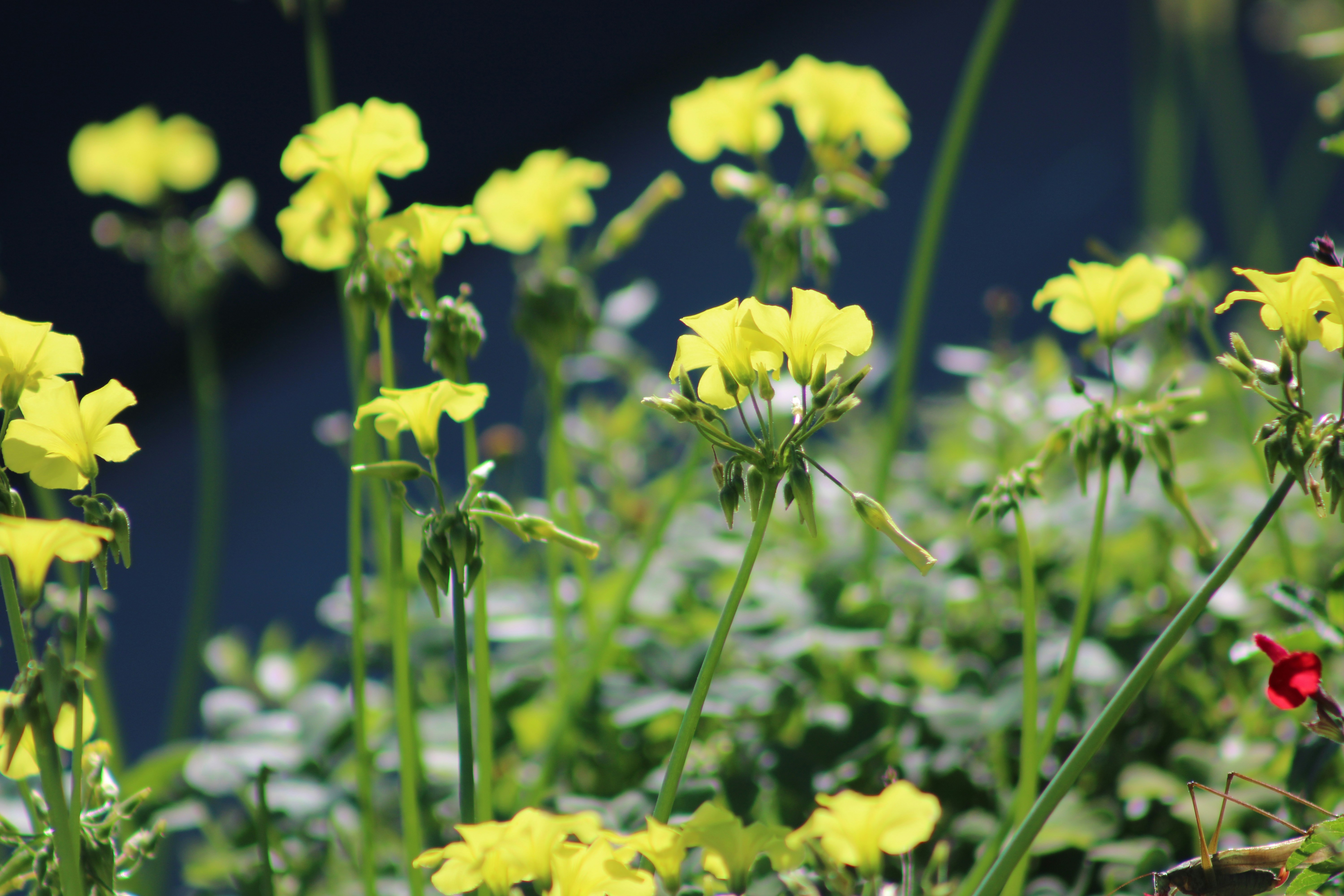 Sunlit Yellow Checkered: A Field of Delicate Primrose Blooms