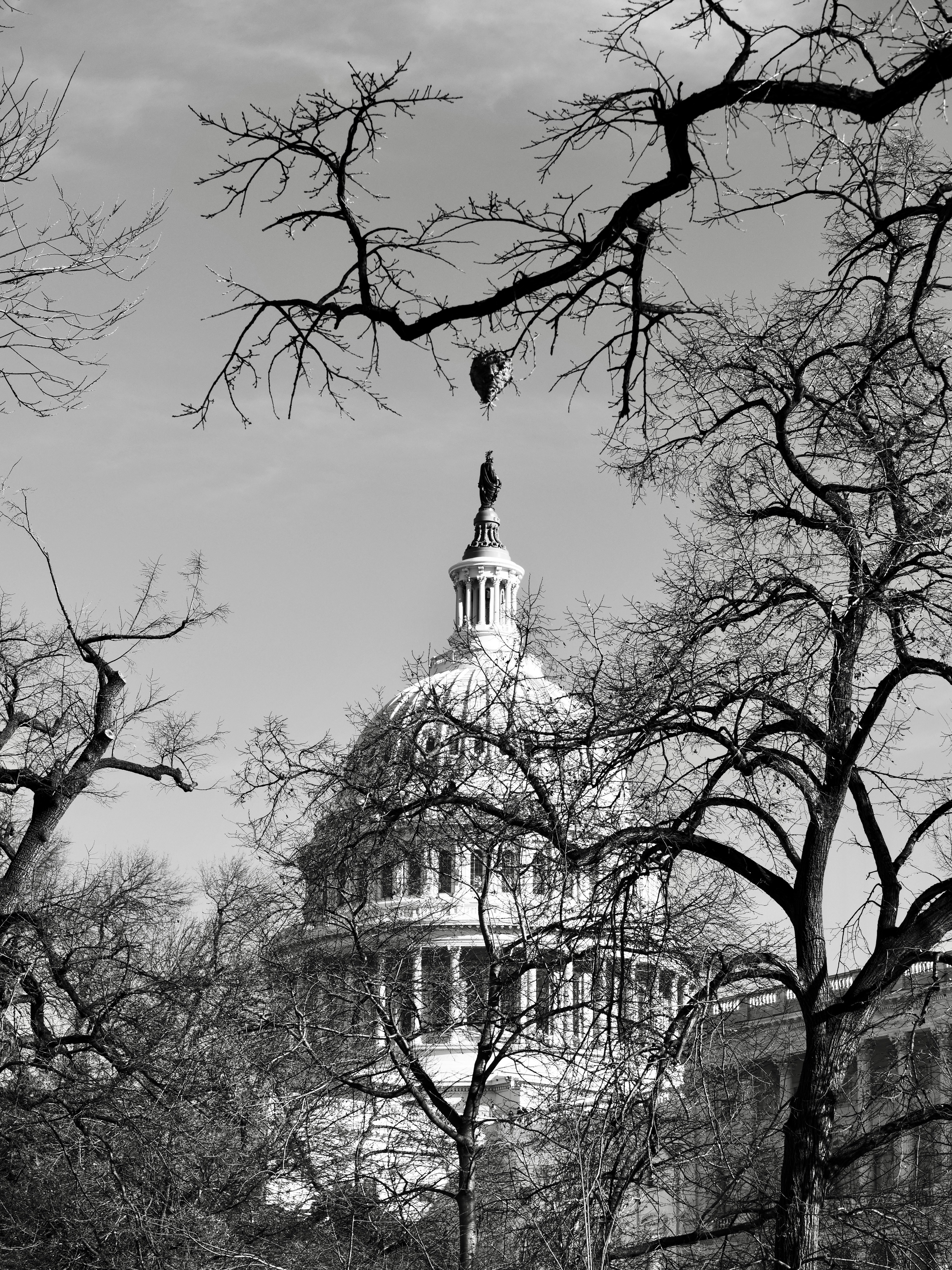 Capitol Dome Framed by Gnarled Winter Branches