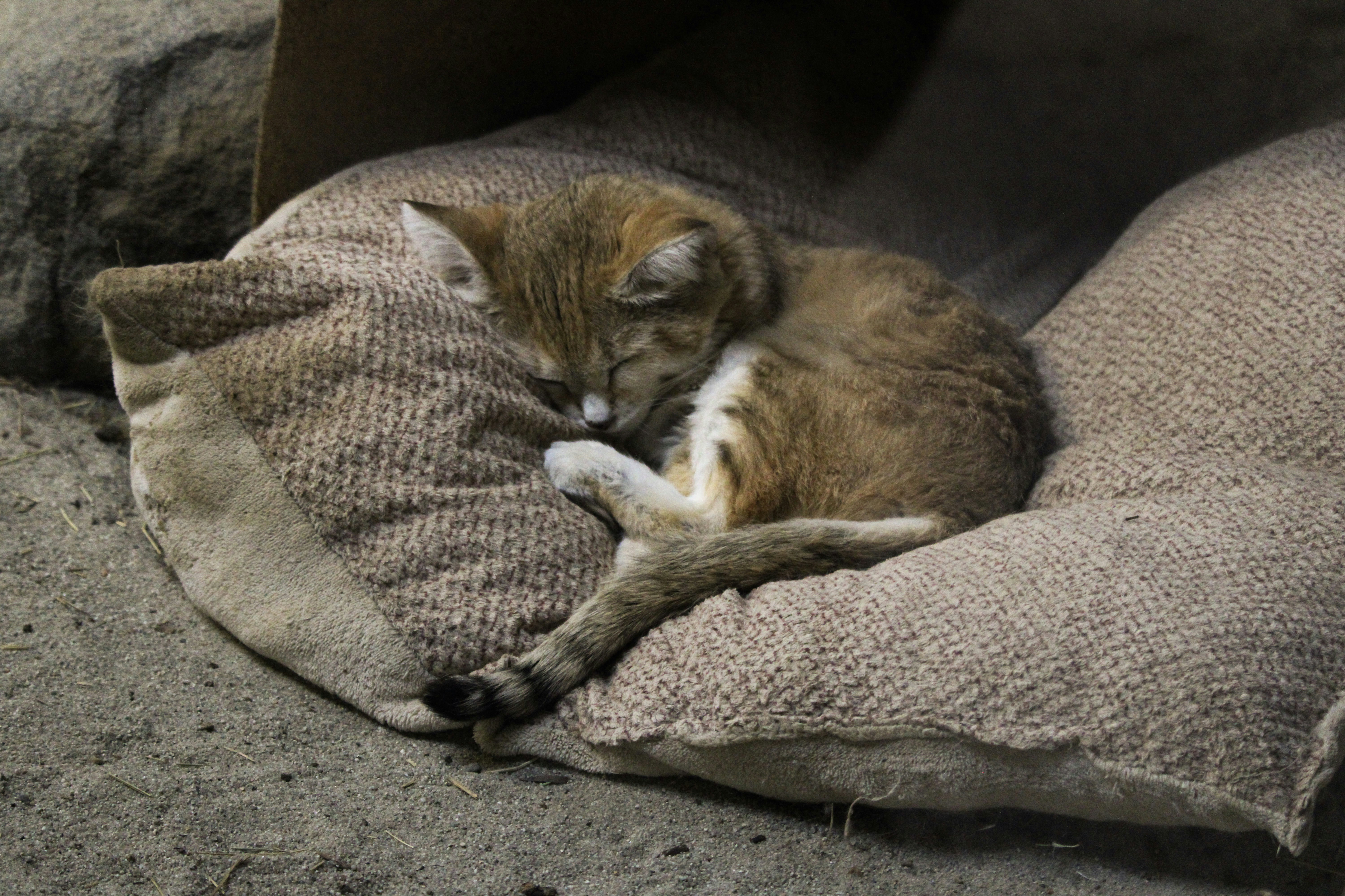 Curled in Sleep: a ginger kitten on a textured cushion