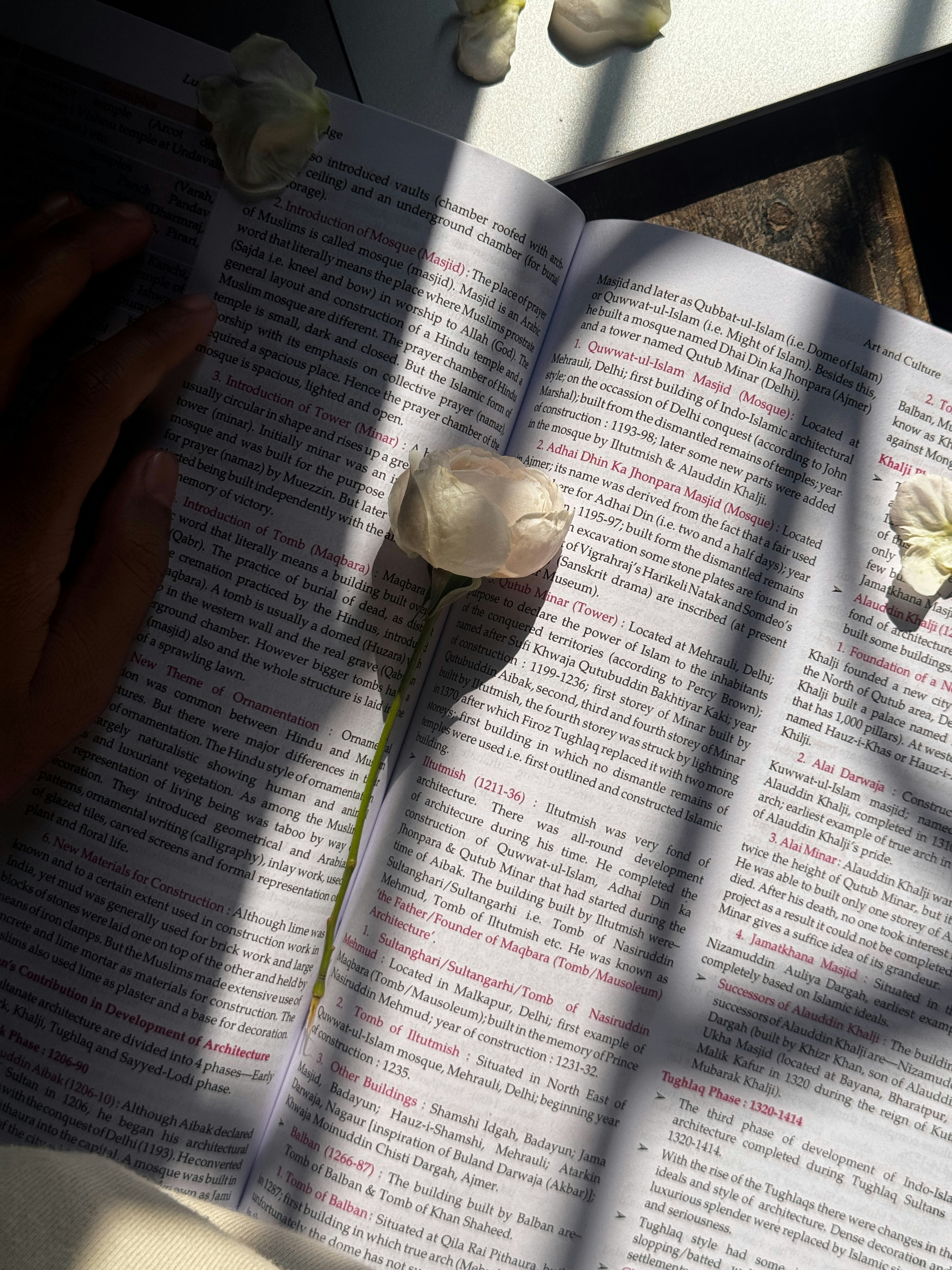 Petals and Print: A Quiet Moment Over an Open Book