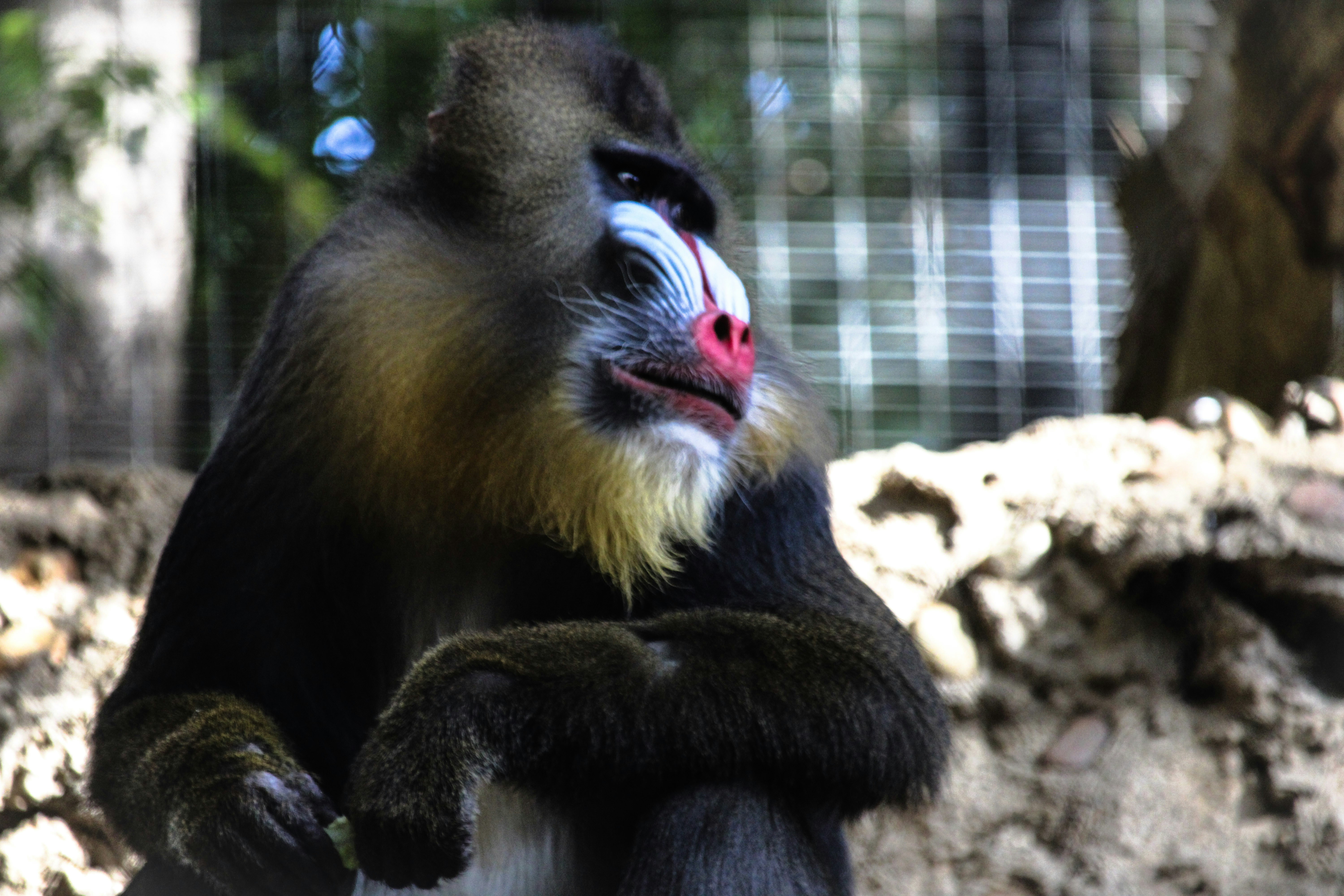 Mandrill Portrait Under Dappled Light