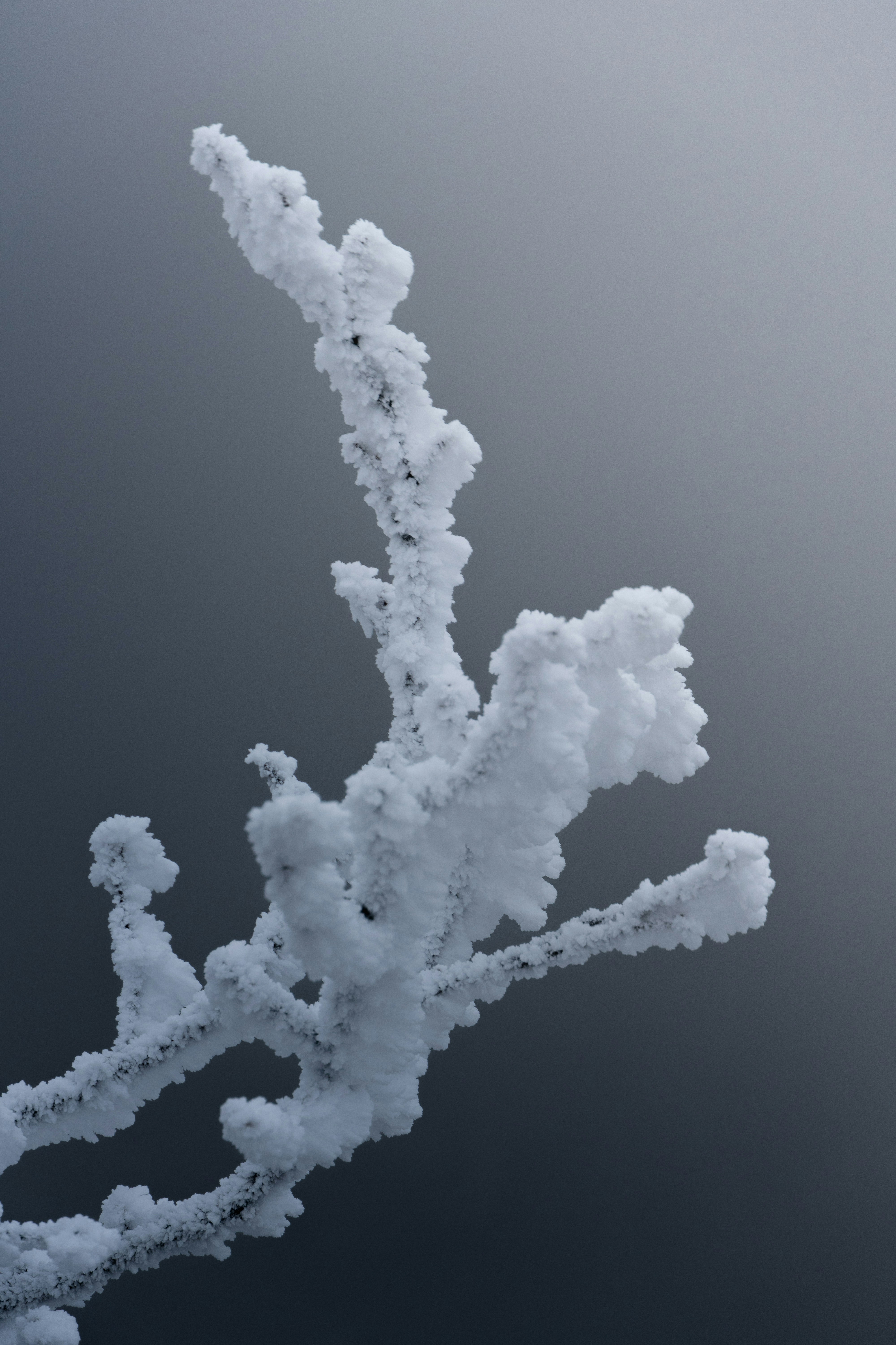 Frost-White Frond Reaching Through a Mist