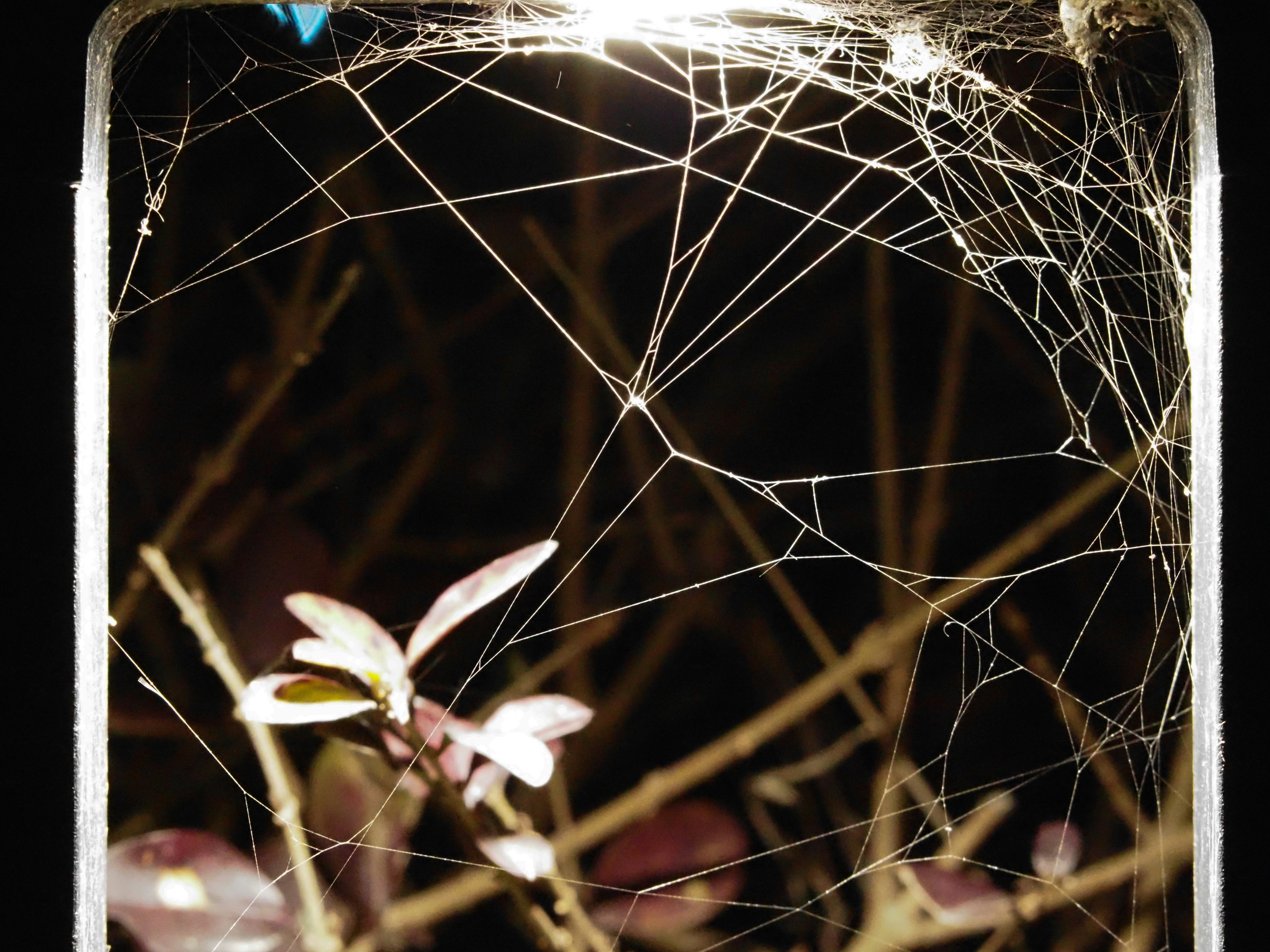 Webbed Fragments under Night Spotlight